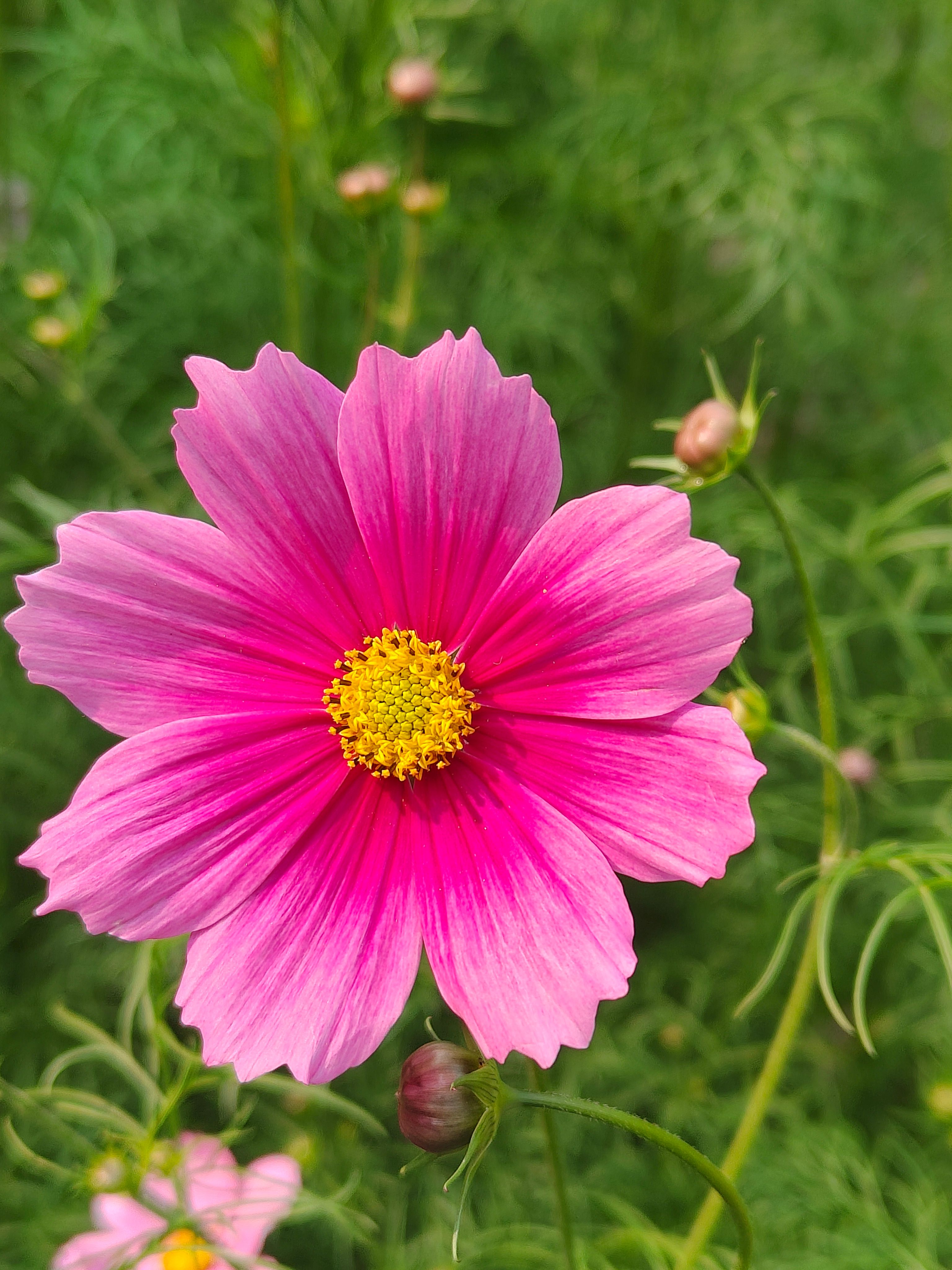 Cosmos Photos, Download The BEST Free Cosmos Stock Photos & HD Images