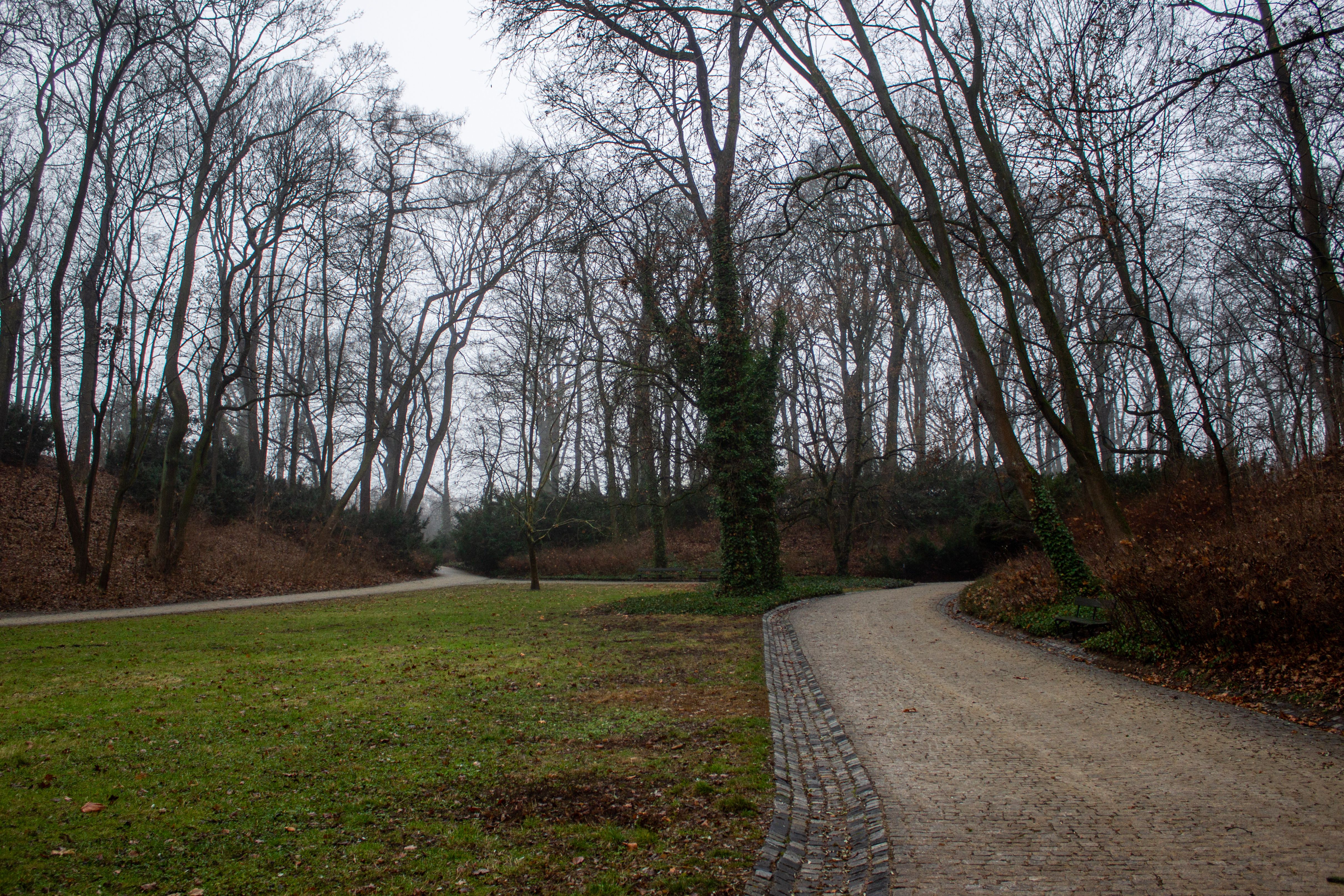 Winter Path in Warsaw Forest Park · Free Stock Photo