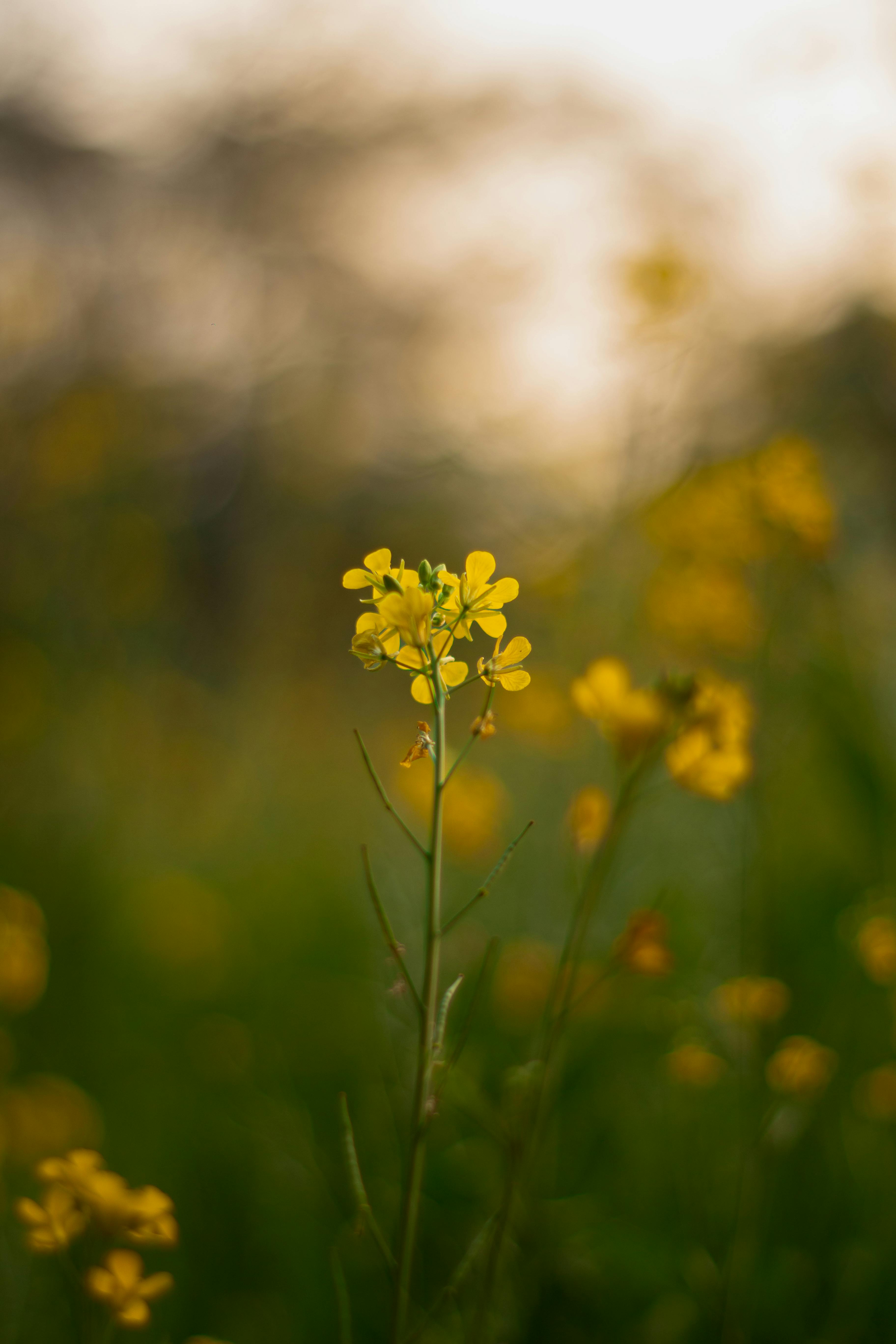 Foto profissional gratuita de agricultura, alegre, amarelo, ao ar livre ...