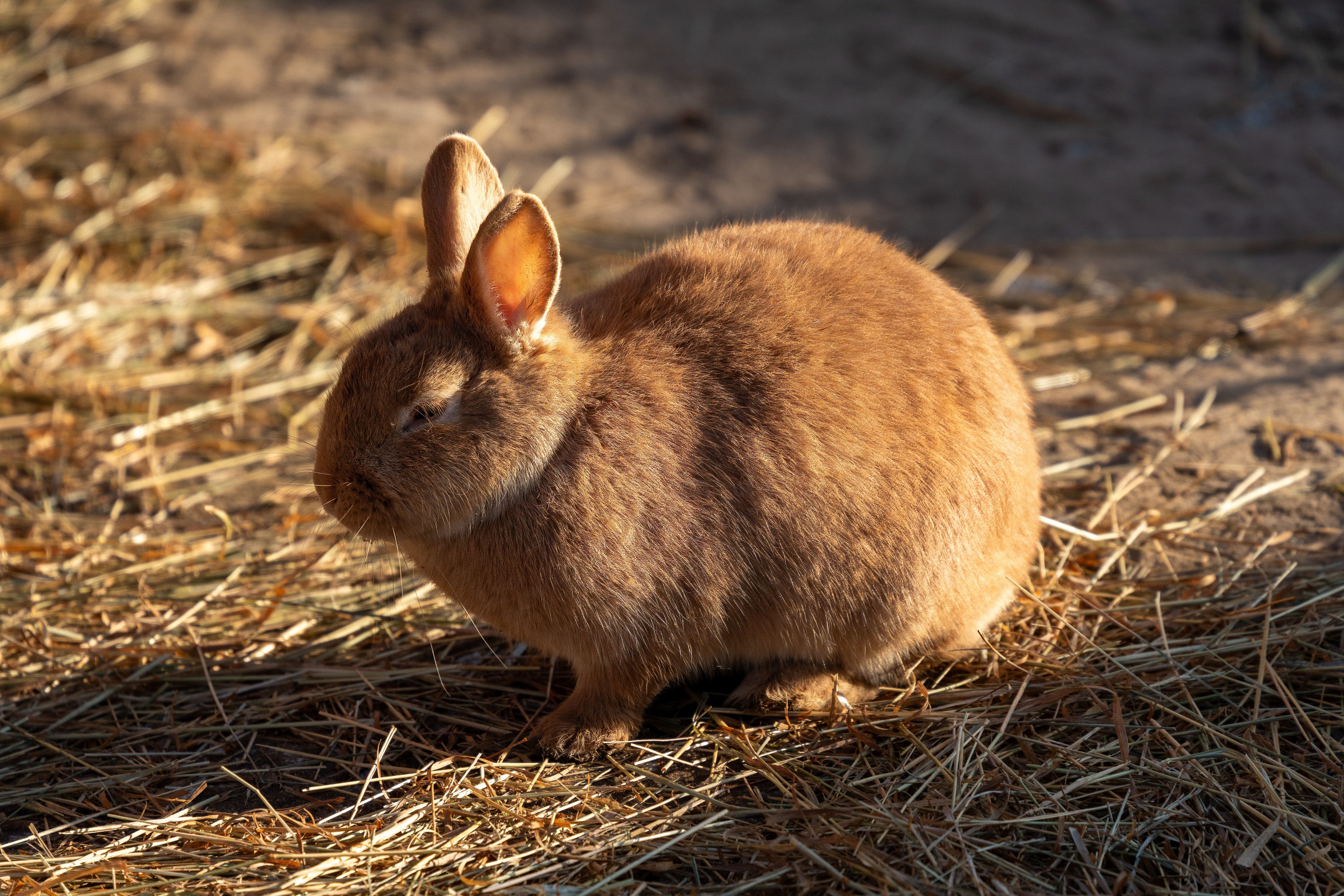 Alaska Rabbit Photos, Download The BEST Free Alaska Rabbit Stock Photos ...