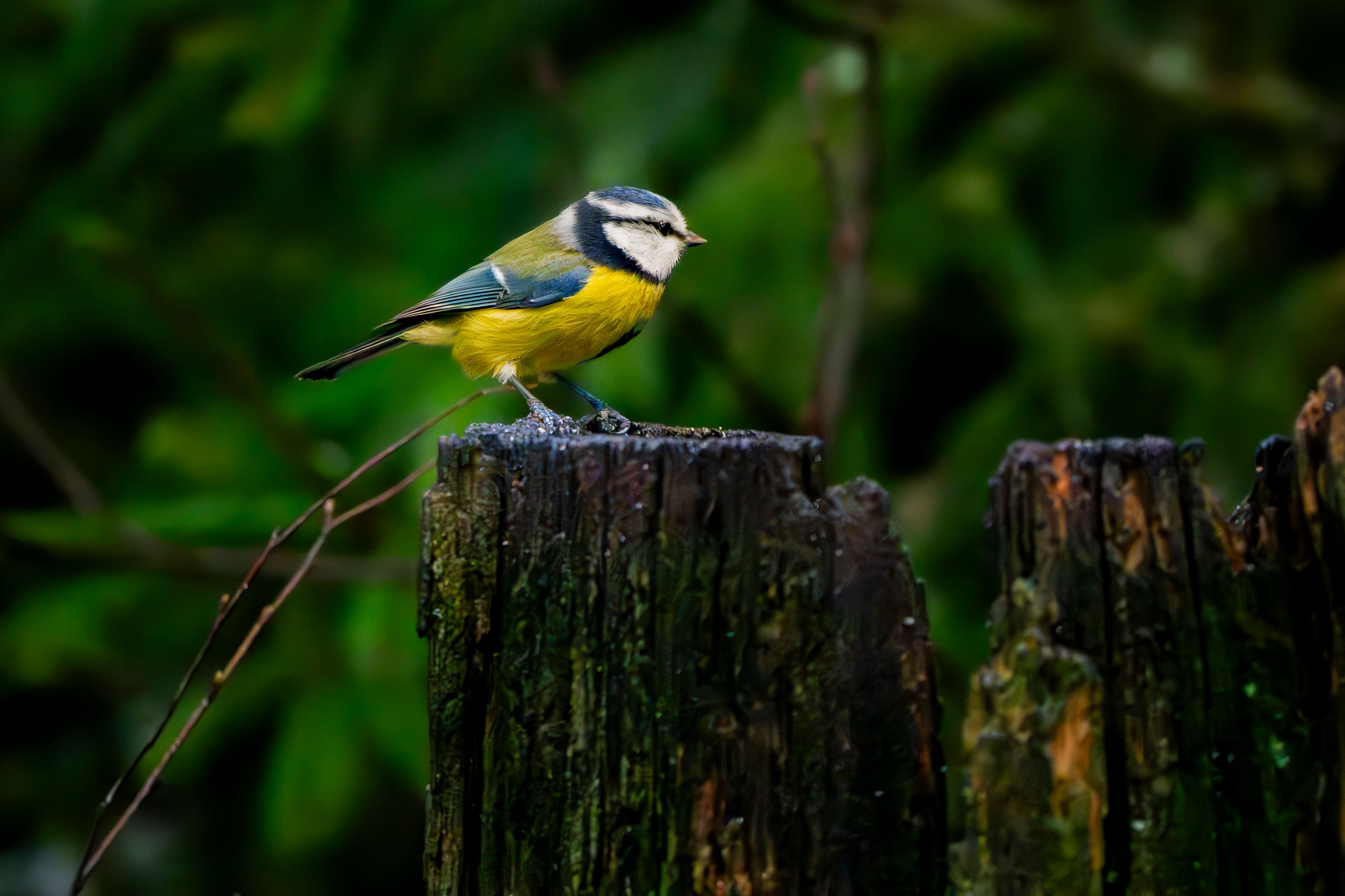 Blue Tit Perched on Wet Tree Stump in Forest · Free Stock Photo