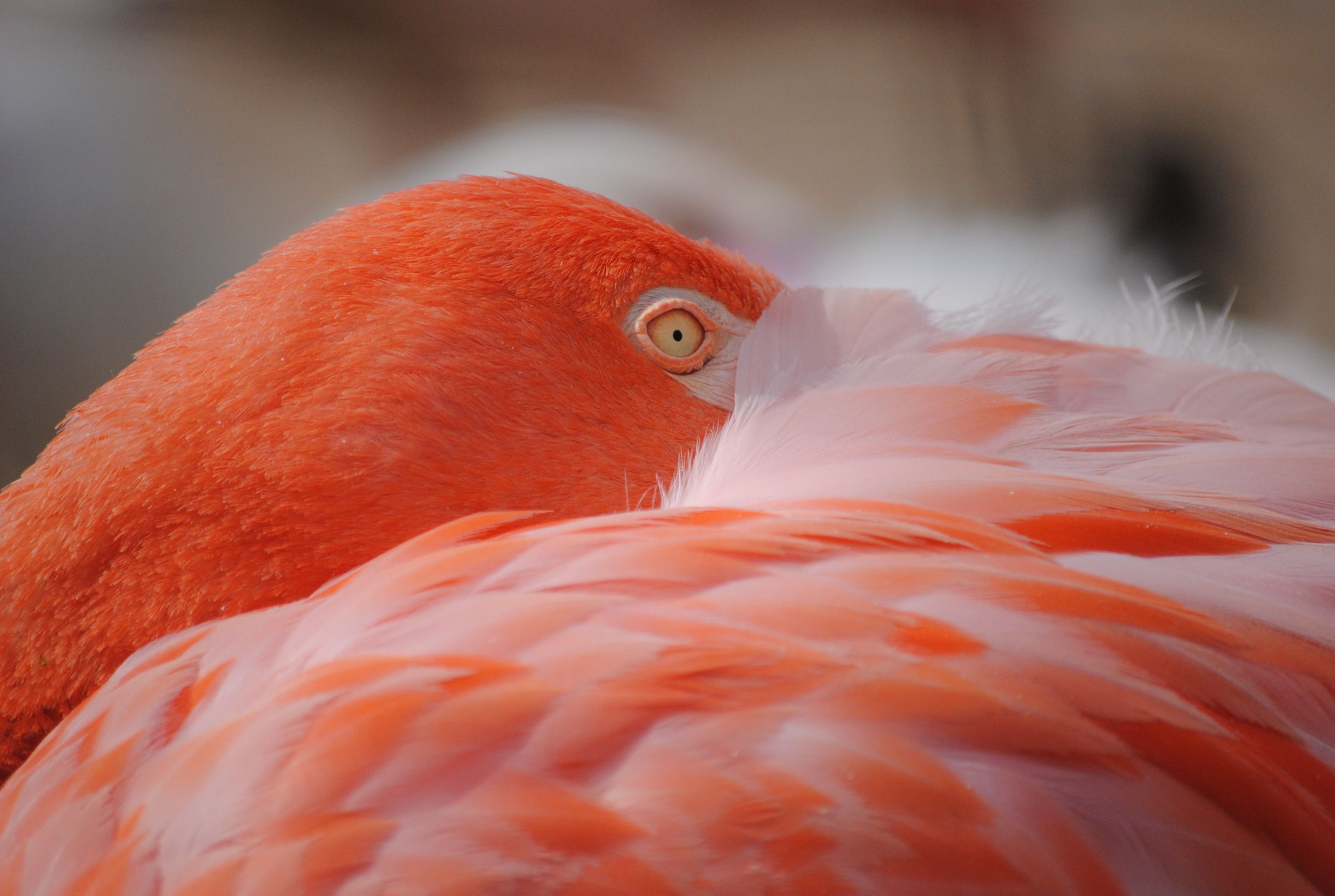 Red Flamingo · Free Stock Photo