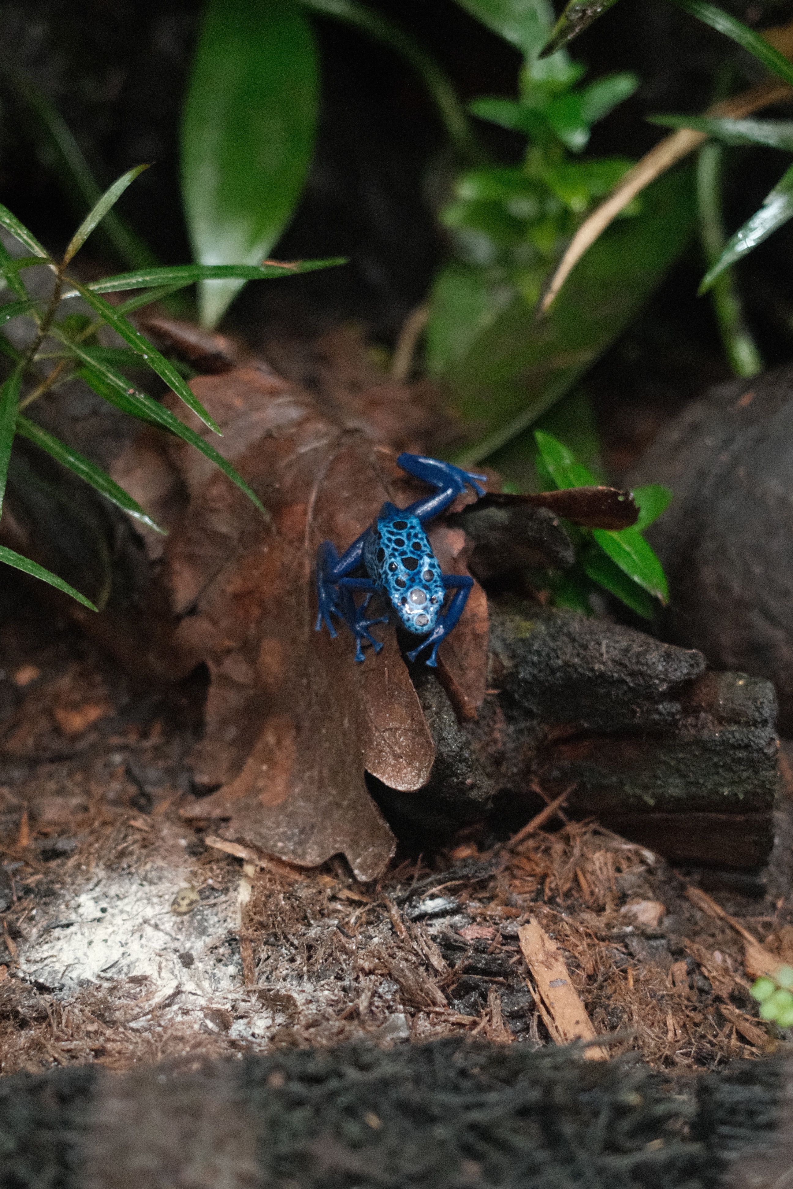 Blue Poison Dart Frog in Tropical Soil Habitat · Free Stock Photo