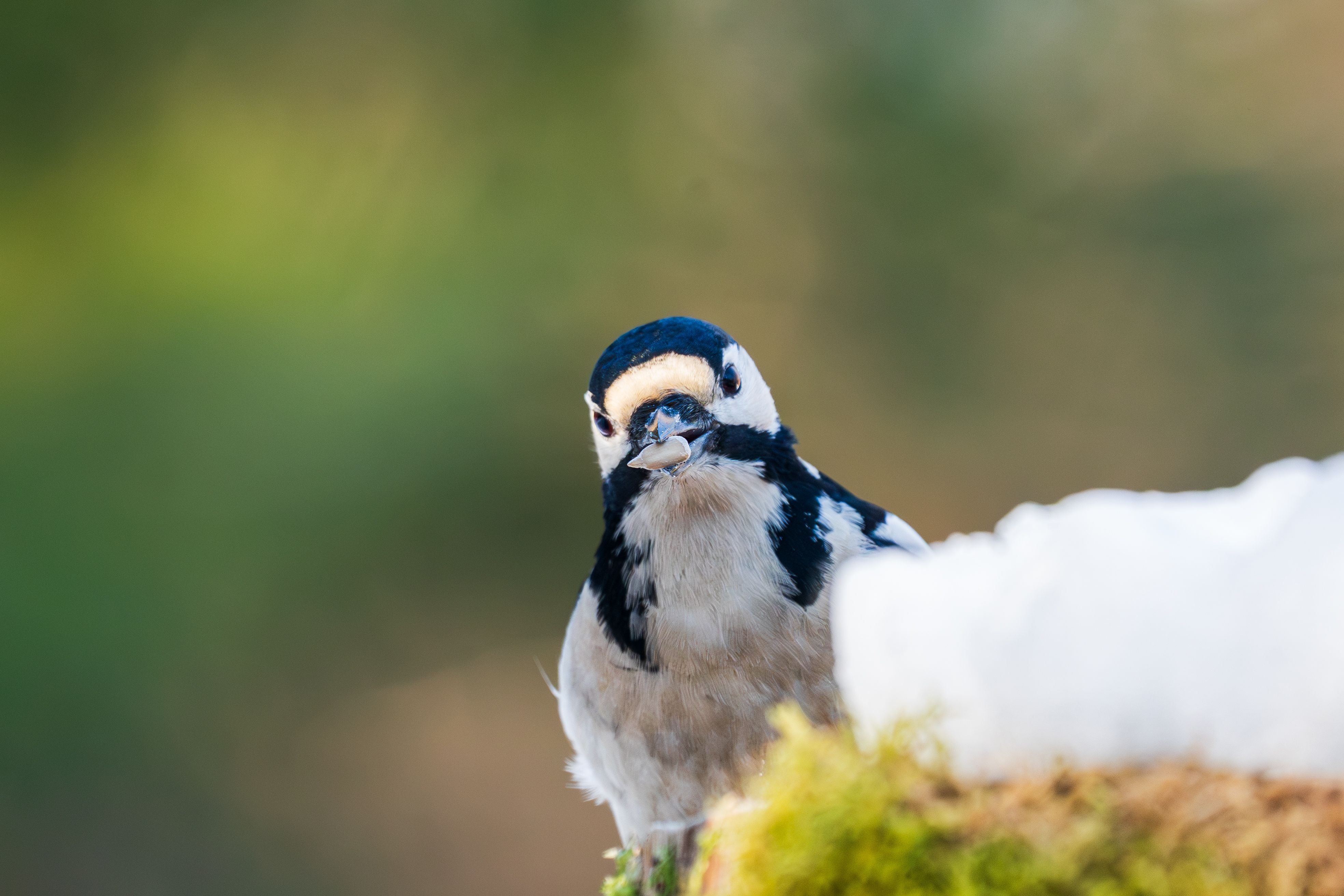 Great Spotted Woodpecker in Winter Morning Light · Free Stock Photo