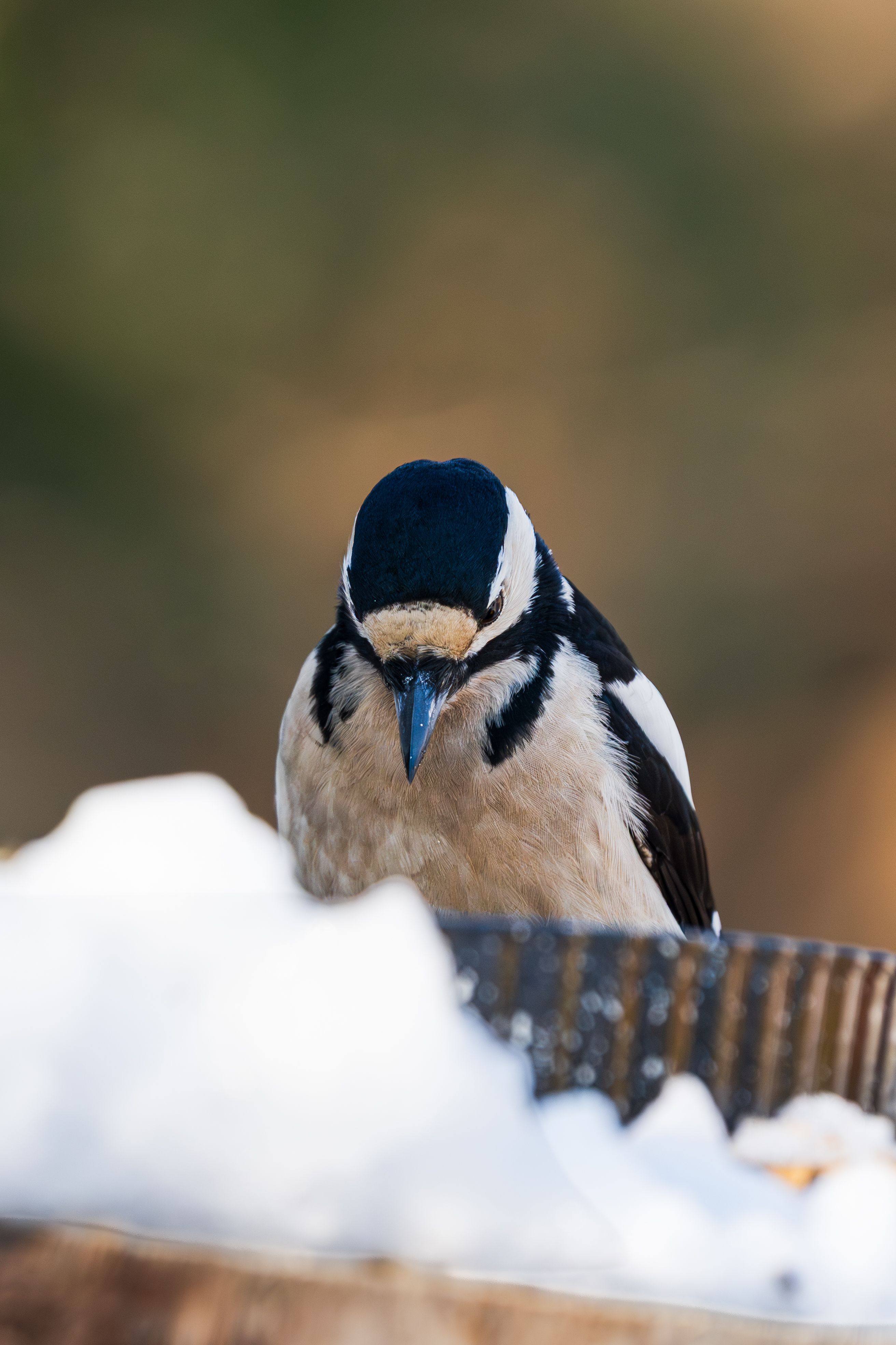 Great Spotted Woodpecker in Winter Morning Light · Free Stock Photo