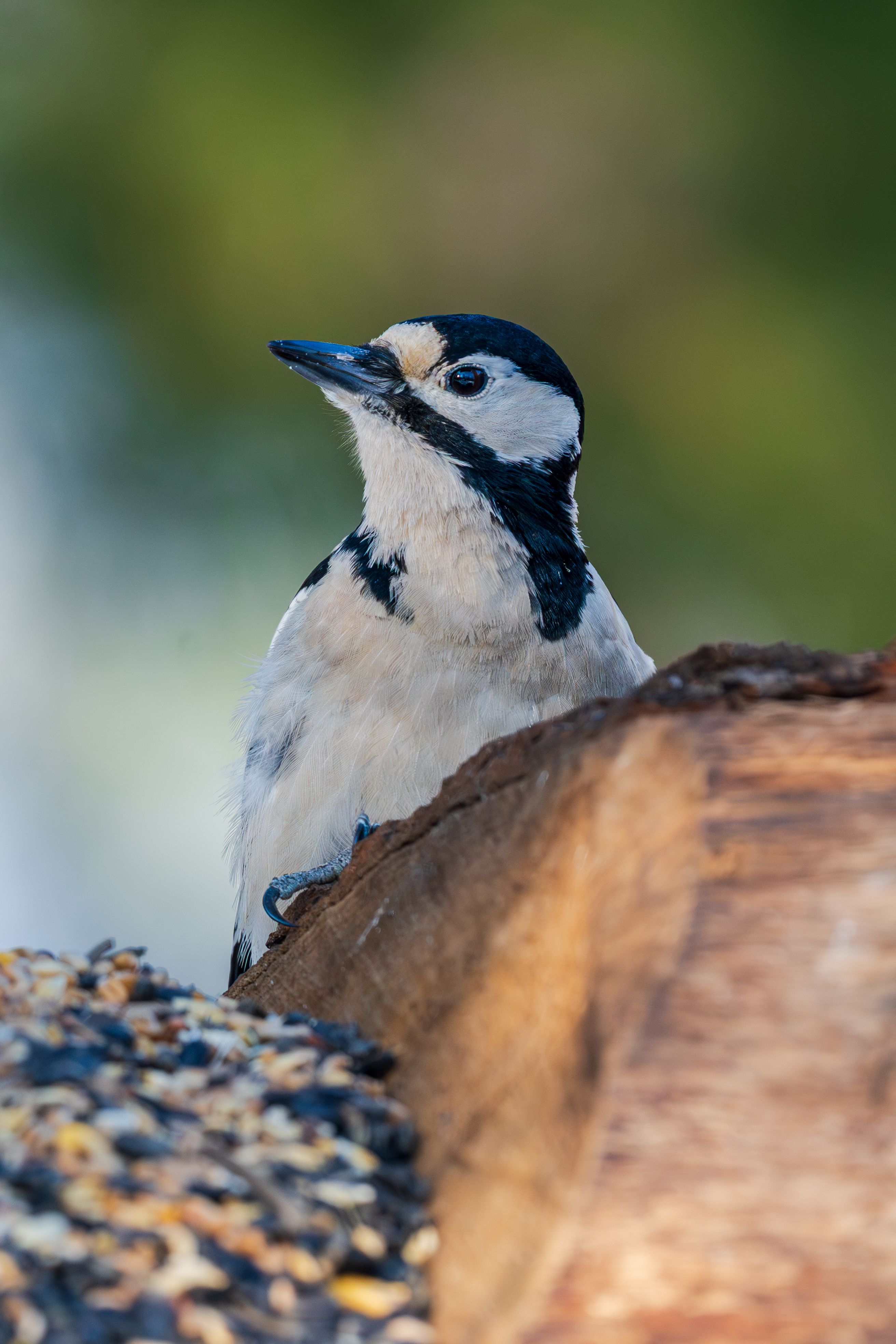 Great Spotted Woodpecker in Winter Morning Light · Free Stock Photo