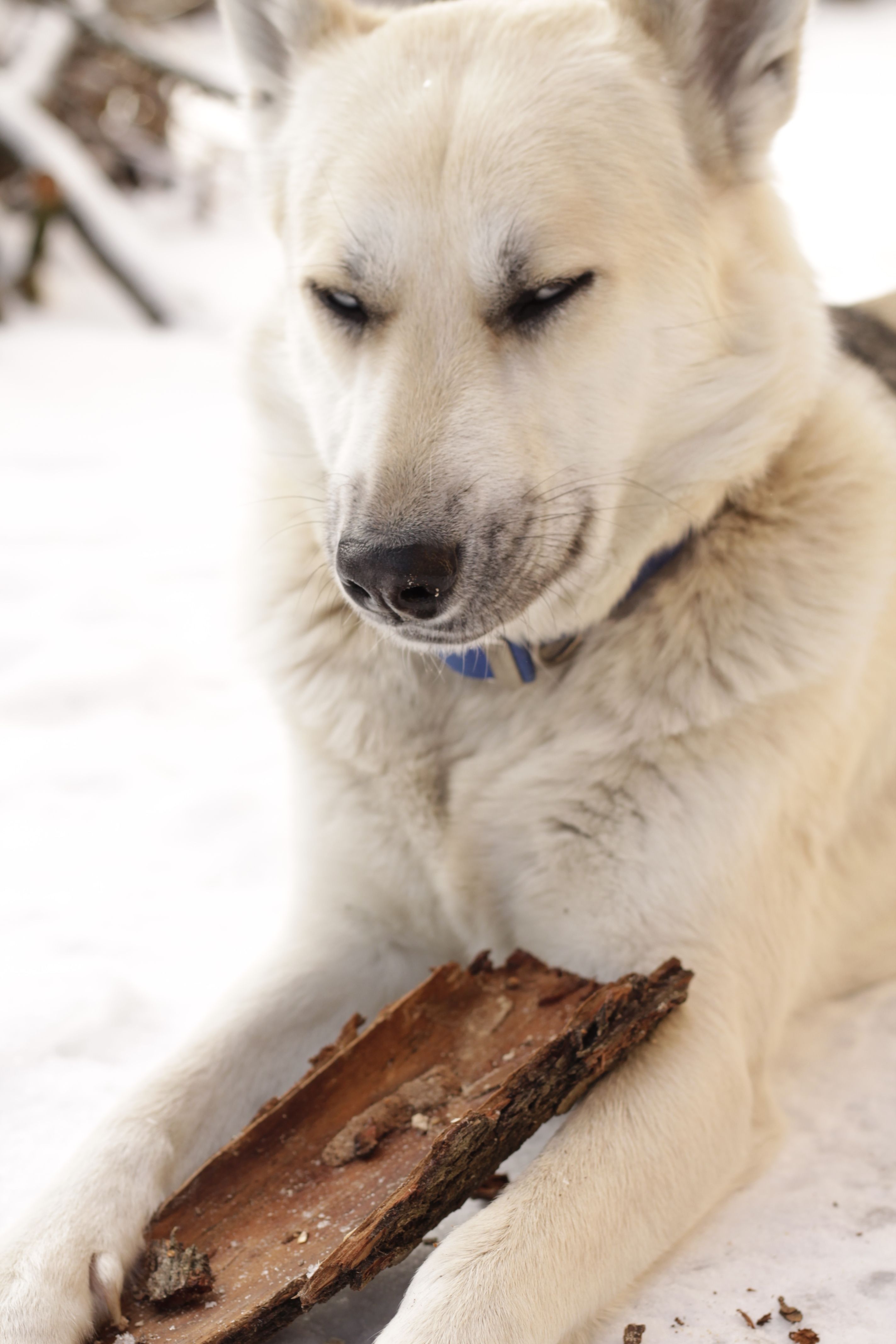 Suspicious Dog Photos, Download The BEST Free Suspicious Dog Stock ...