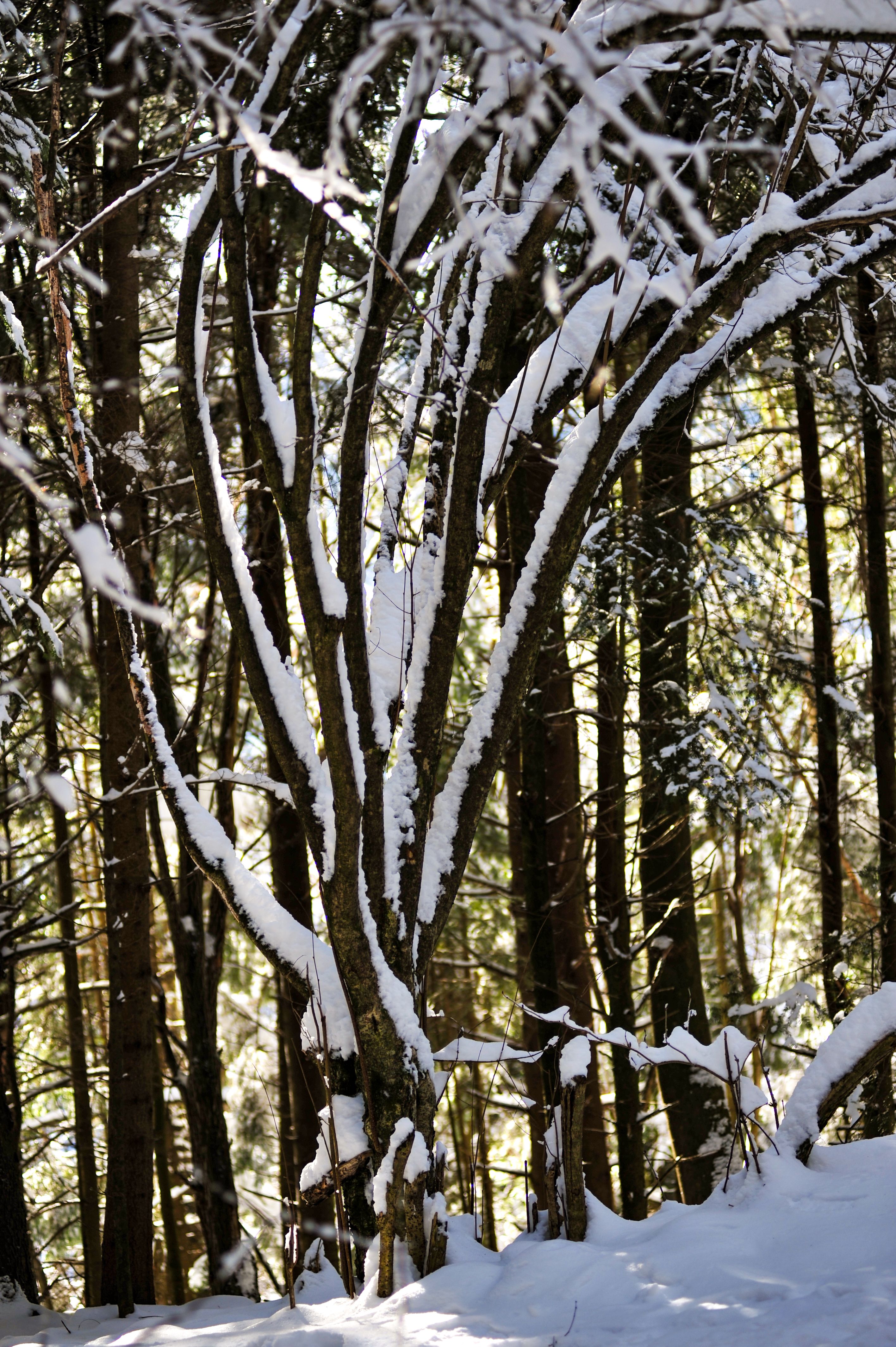 Snow-Covered Trees in Ukrainian Forest · Free Stock Photo