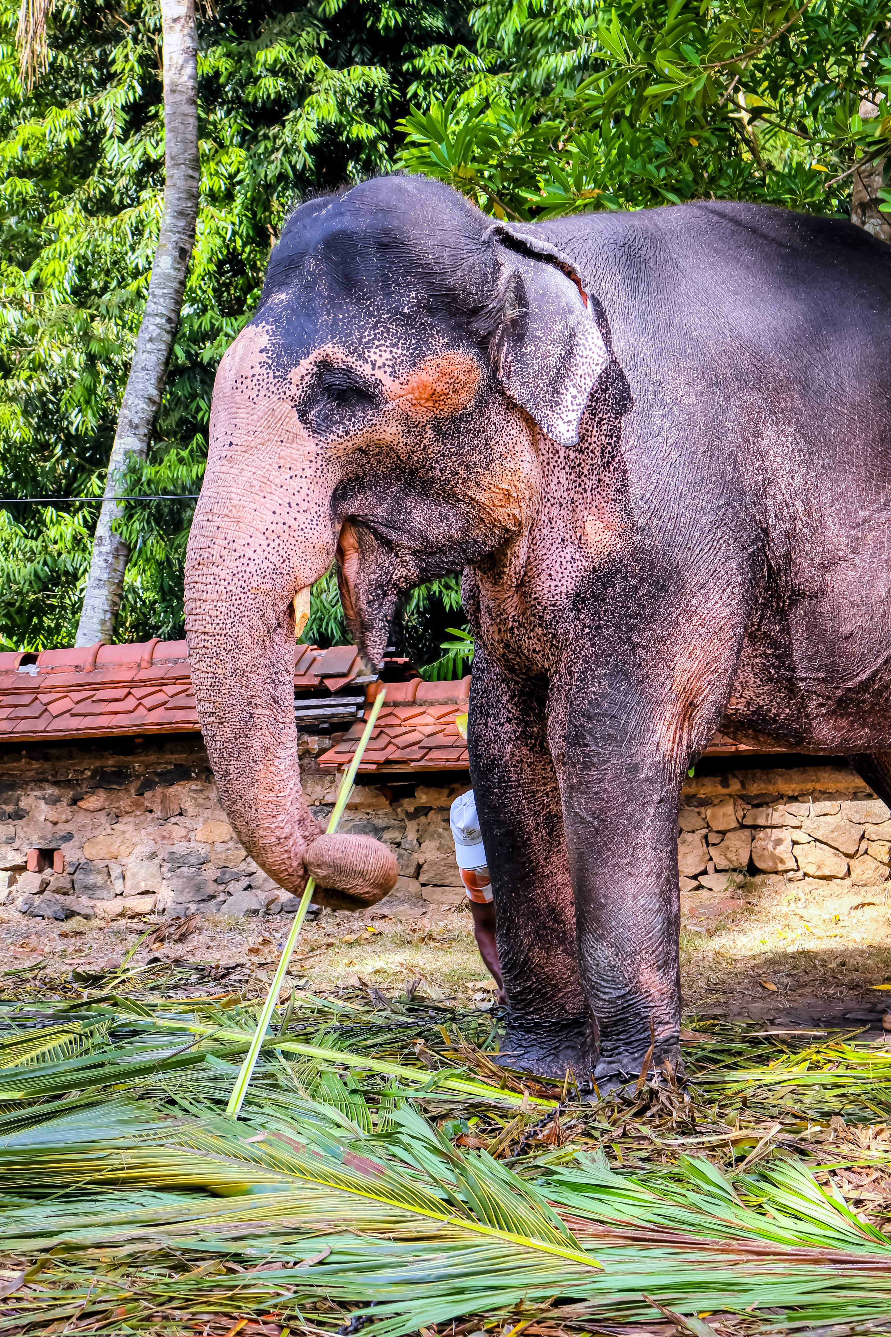 Alimentación Majestuosa De Elefantes En Kandy, Sri Lanka · Foto de ...
