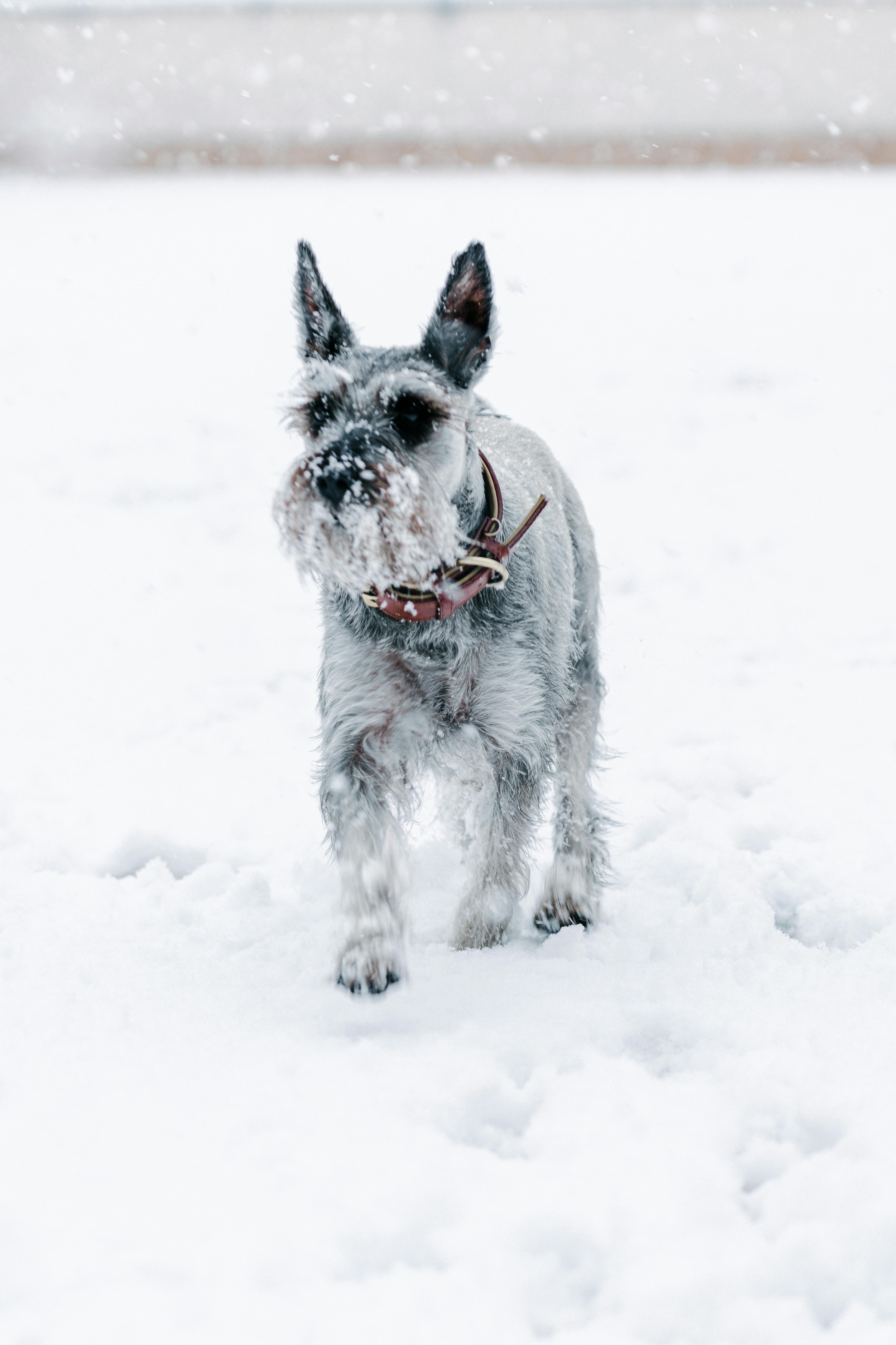 Schnauzer Dog Playing in Snowy Winter Landscape · Free Stock Photo