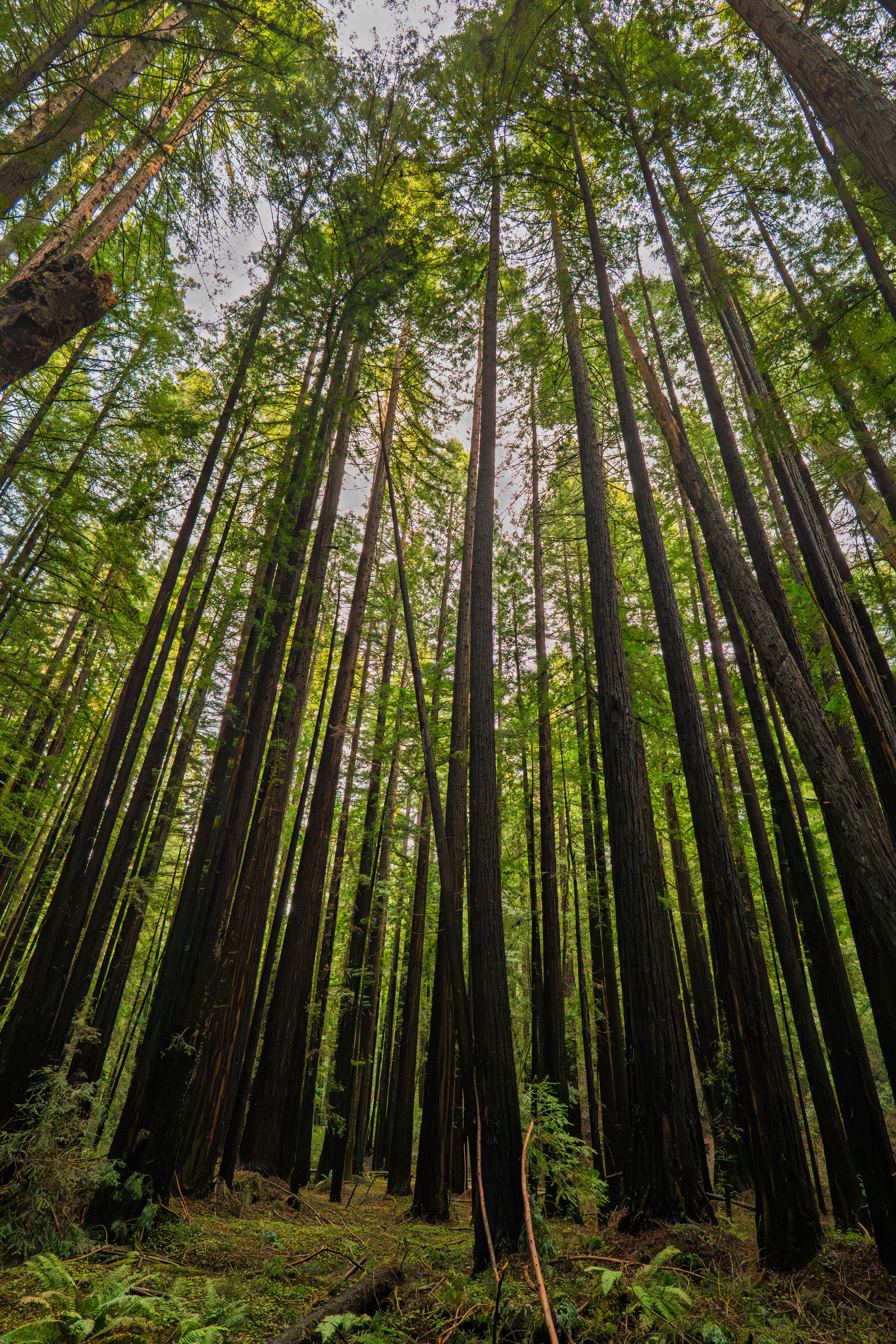 Forrest Frank Photos, Download The BEST Free Forrest Frank Stock Photos ...