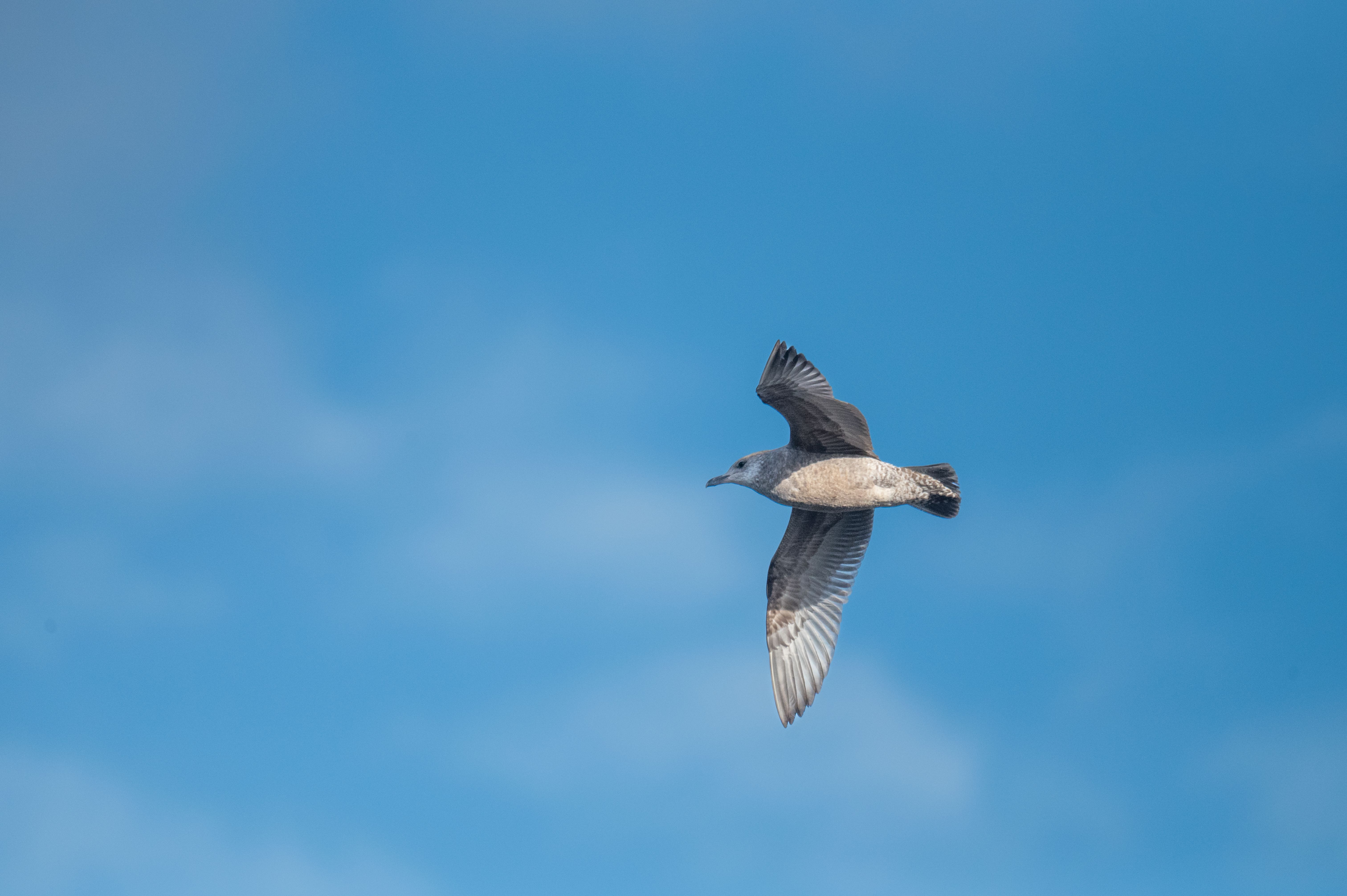White and Grey Bird Flying during Day Time · Free Stock Photo