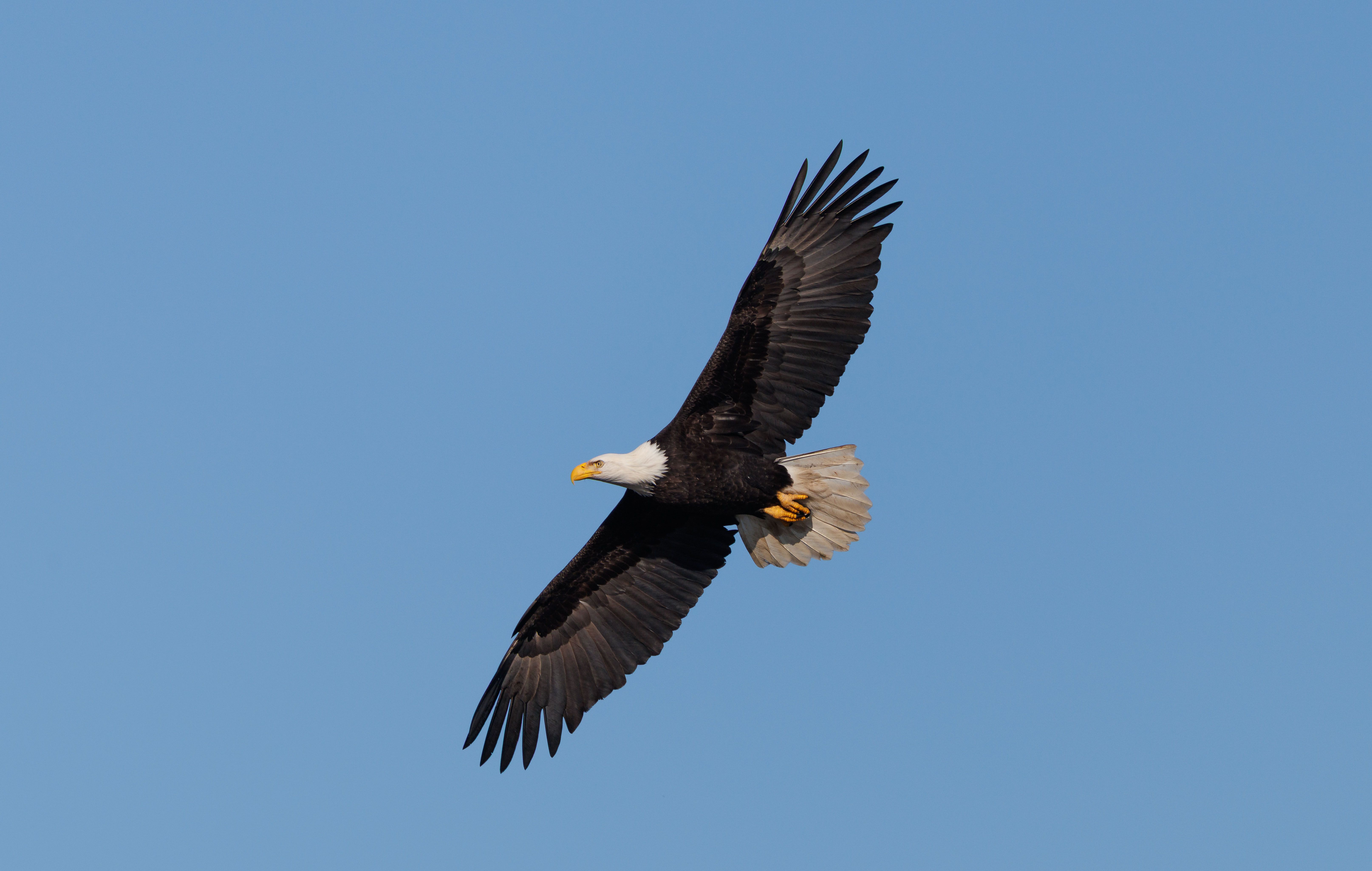 An Eagle Flying in the Sky · Free Stock Photo