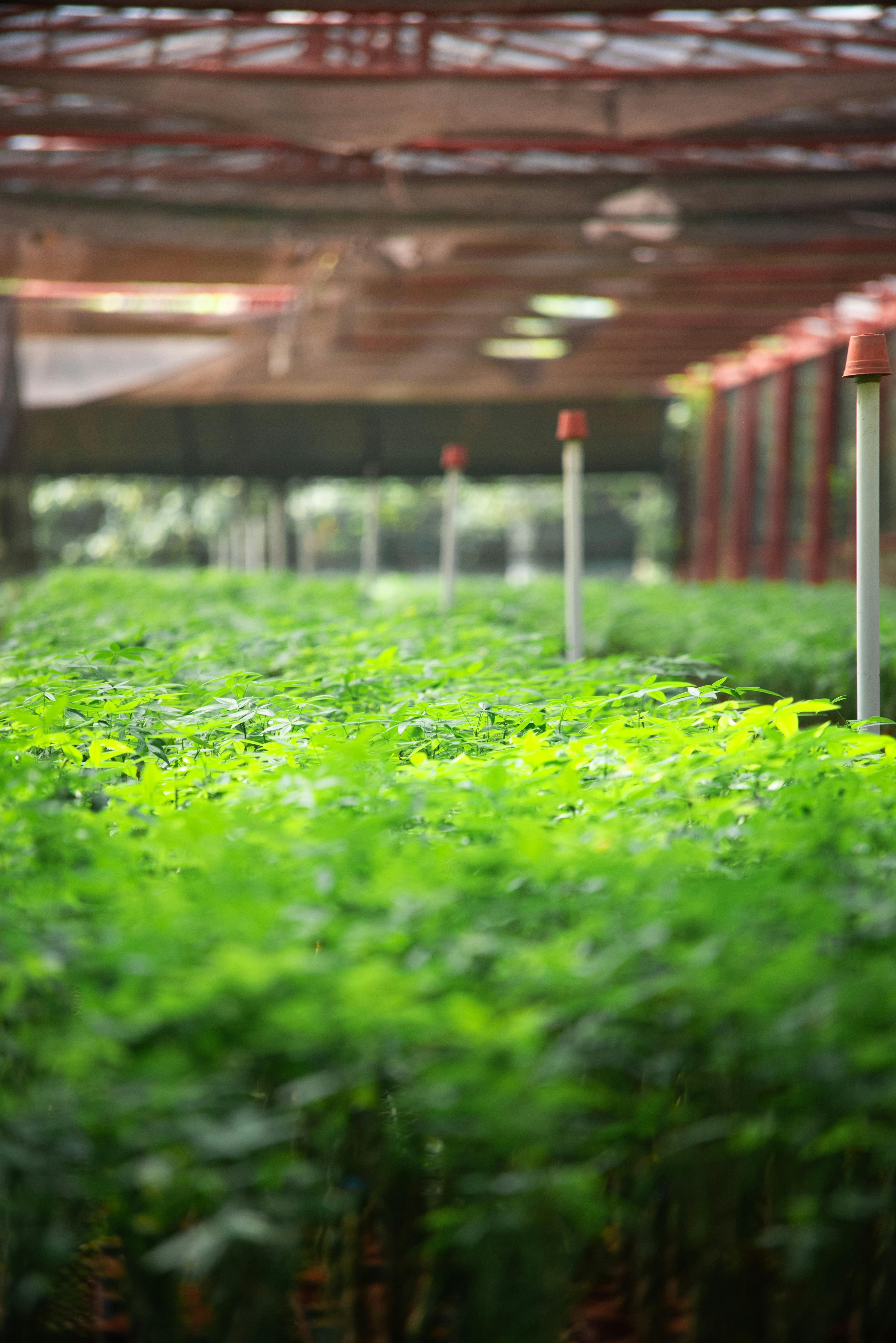 Lush Greenhouse with Plant Rows in Daylight · Free Stock Photo