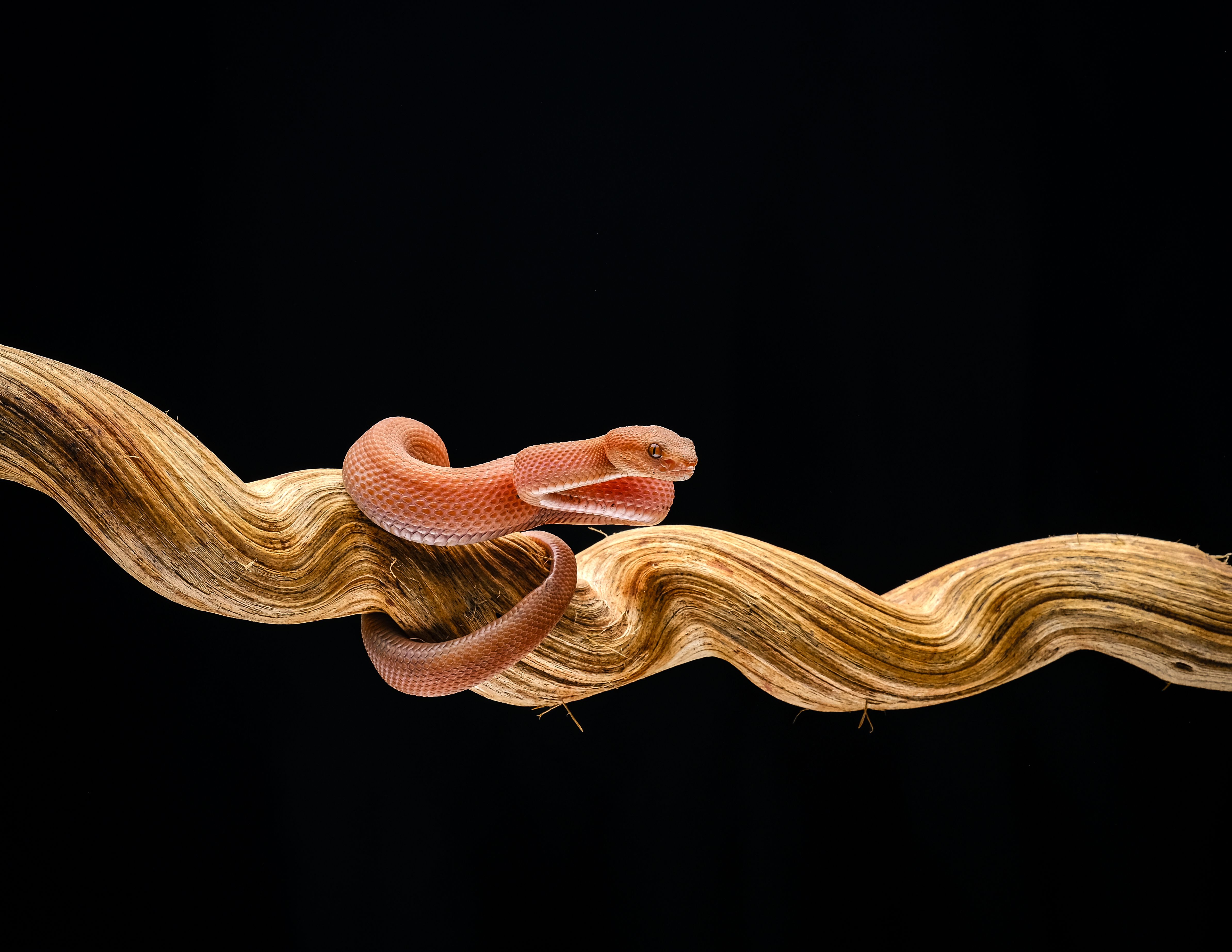 Dramatic Red Snake Coiled on Dry Branch in Studio · Free Stock Photo