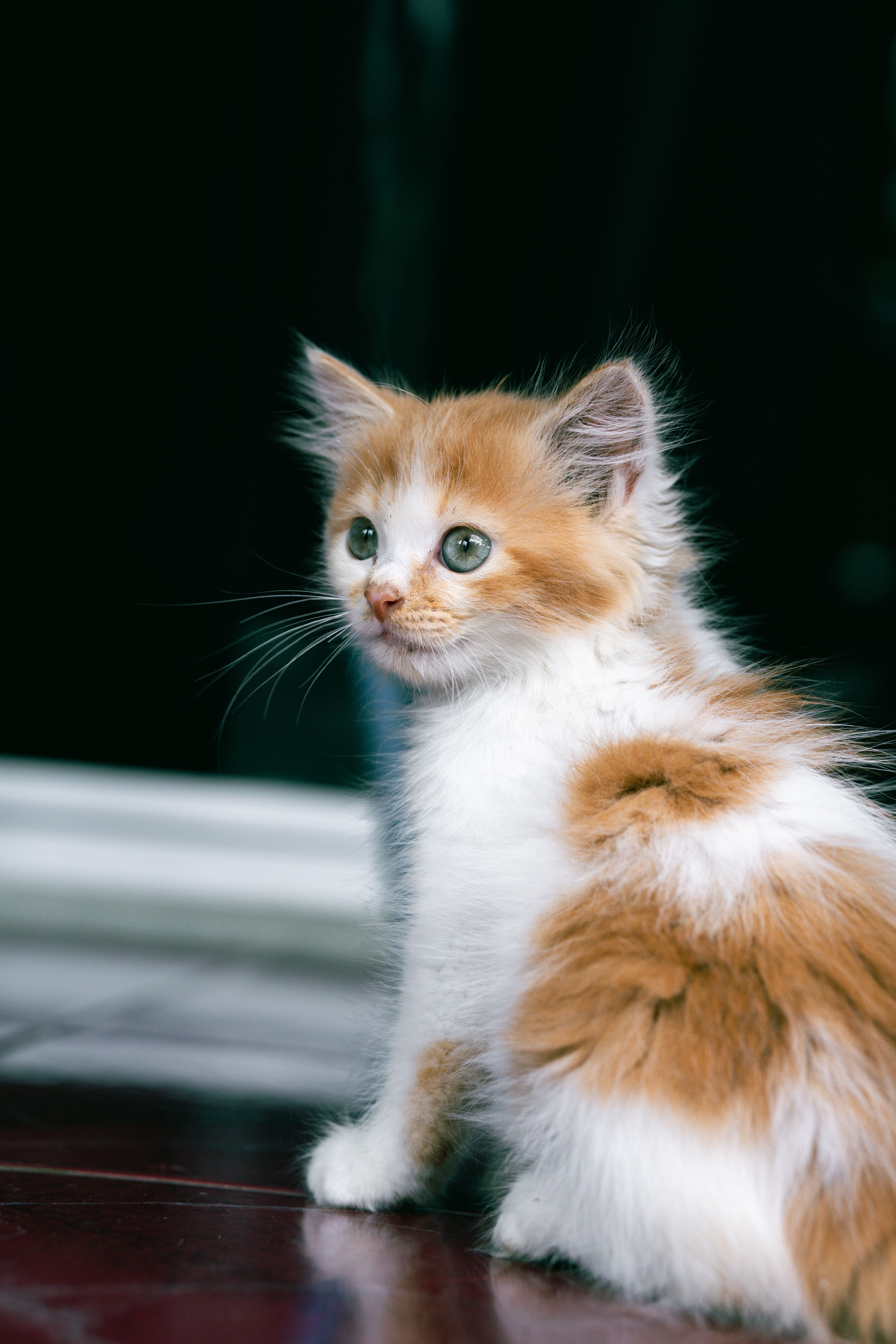 Adorable Portrait De Chaton Orange Et Blanc Tout Duveteux · Photo gratuite