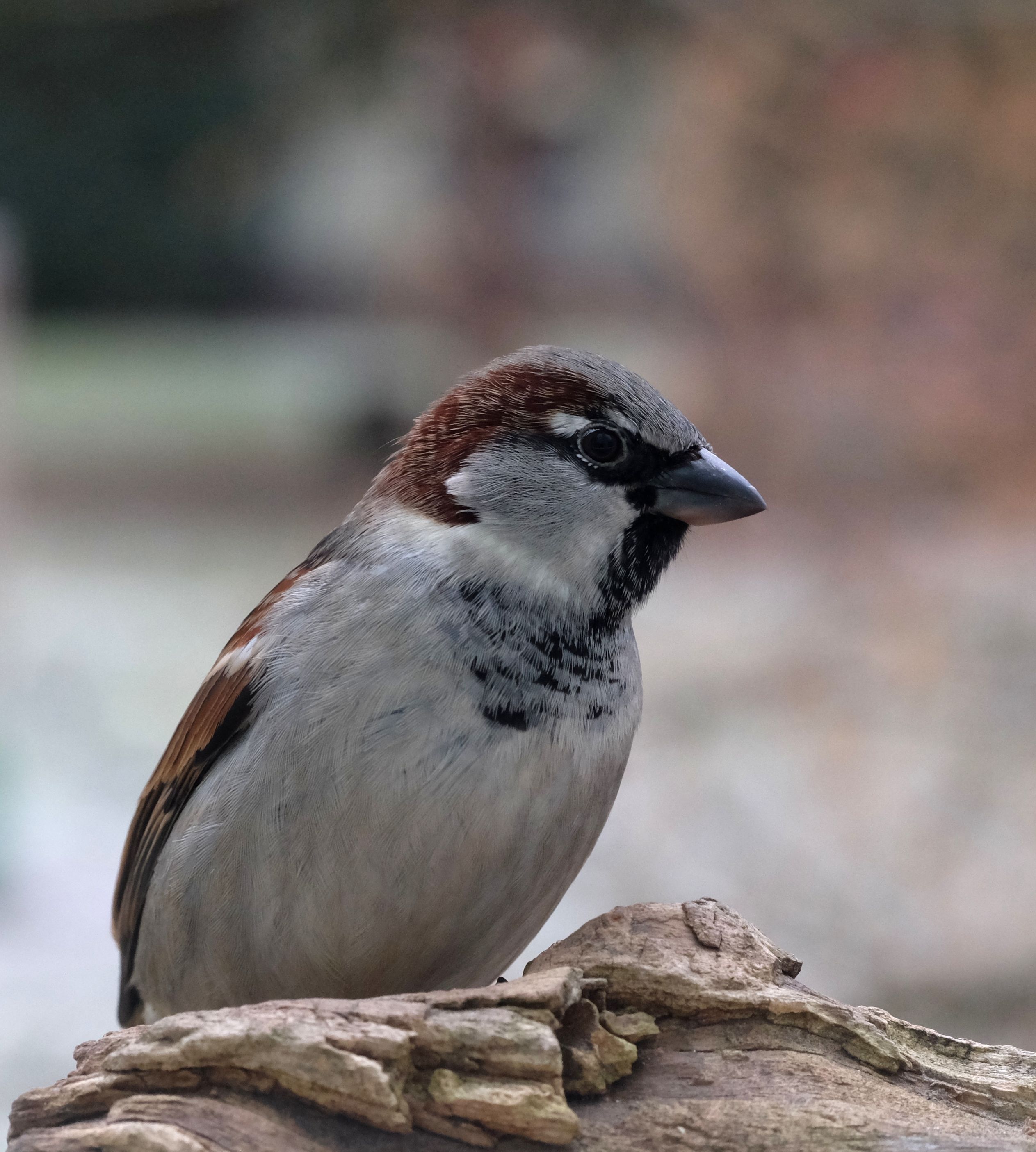 Close-up of a House Sparrow on a Tree Branch · Free Stock Photo