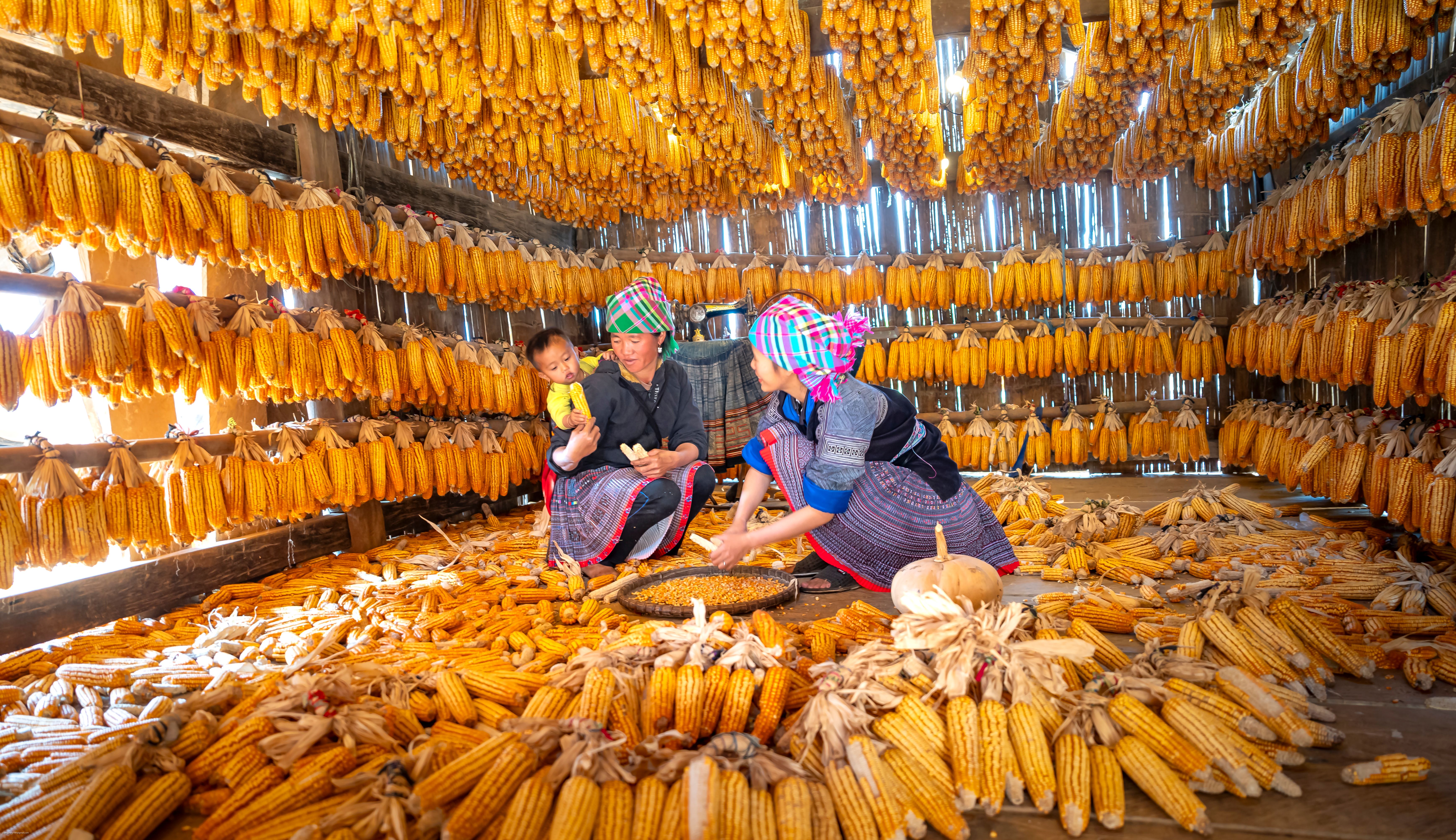 Traditional Corn Harvest and Drying Process · Free Stock Photo
