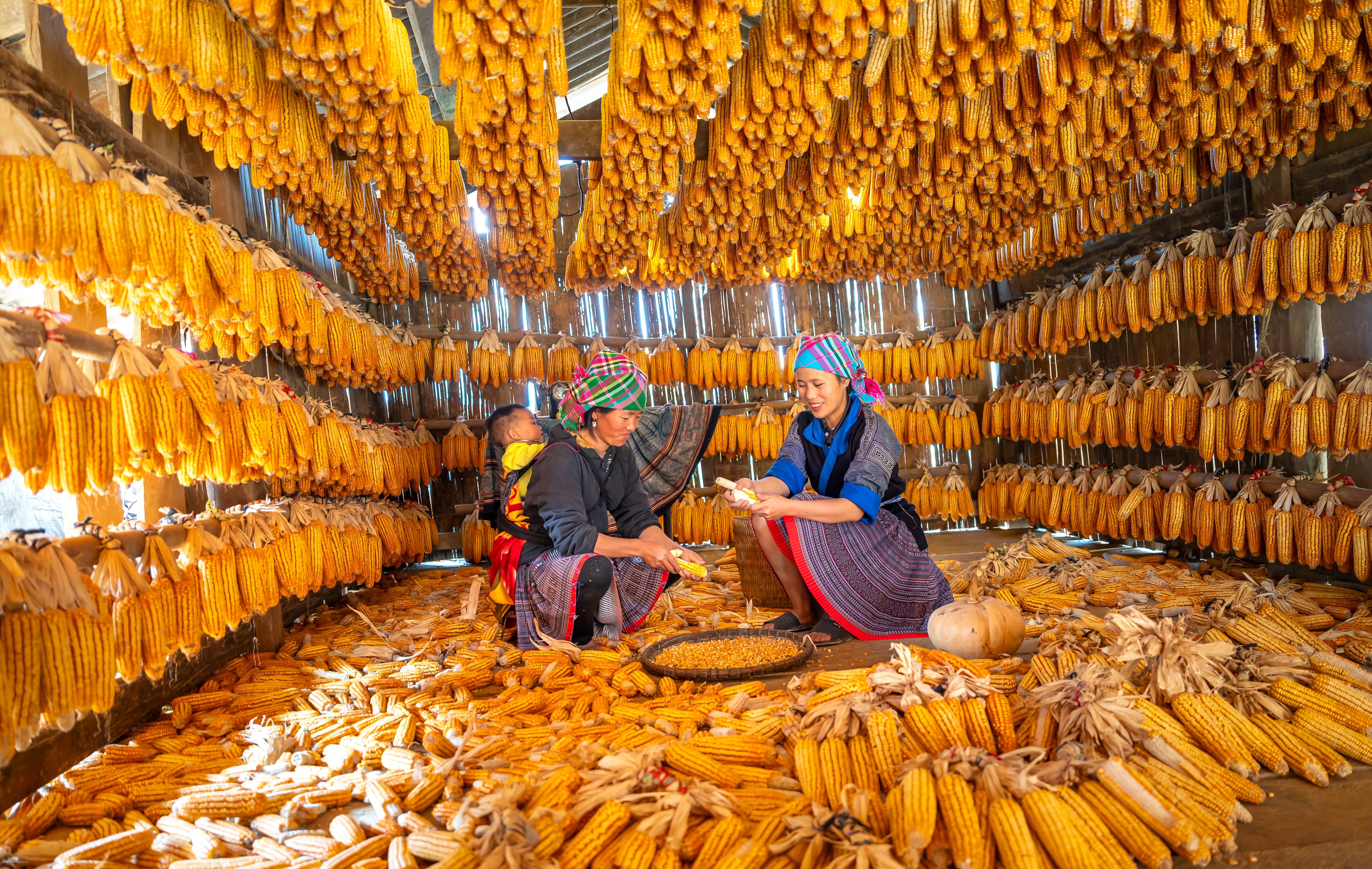 Traditional Corn Storage and Preparation Indoors · Free Stock Photo