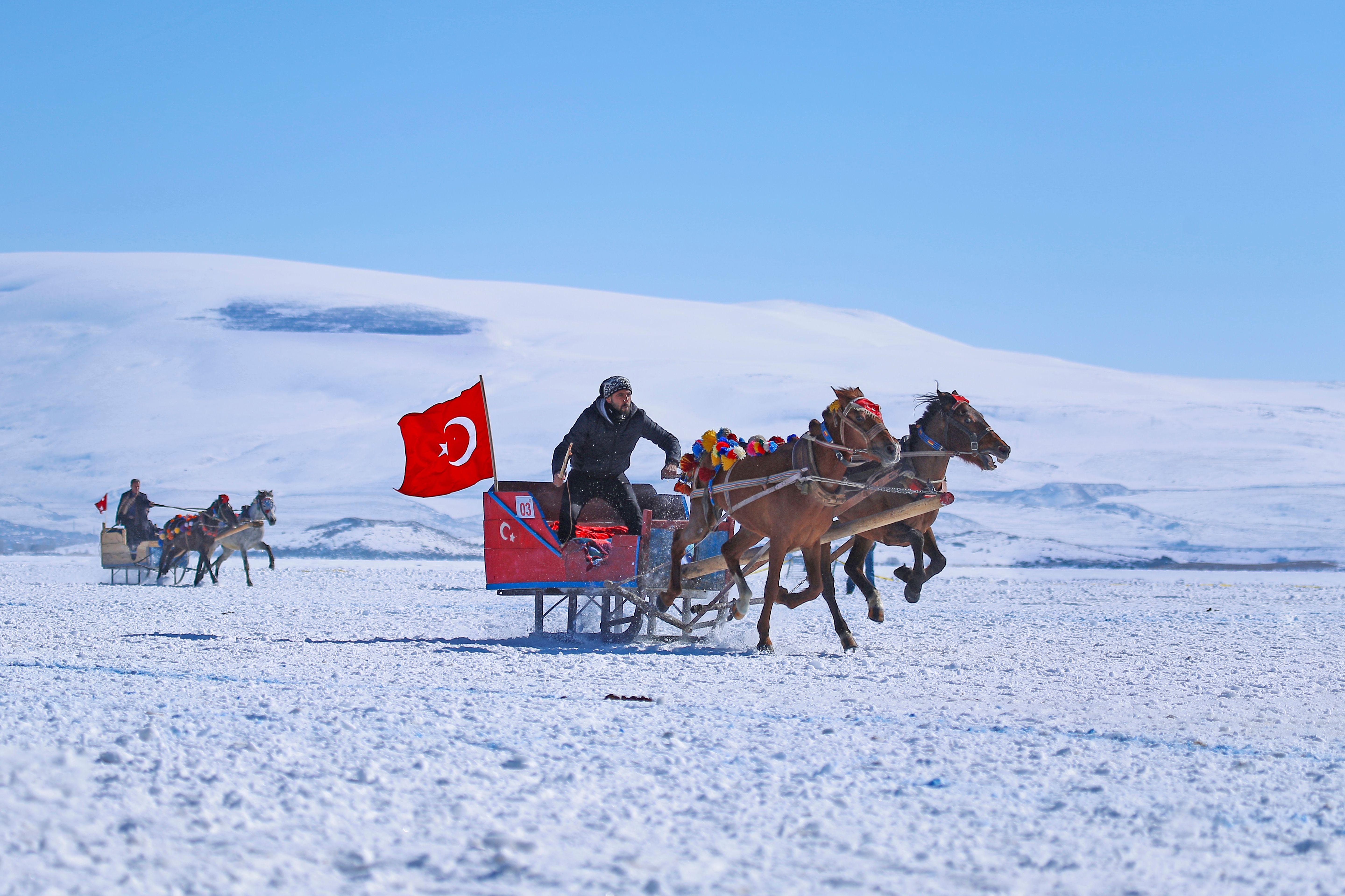 Horse-Drawn Sled Racing in Snowy Turkey · Free Stock Photo