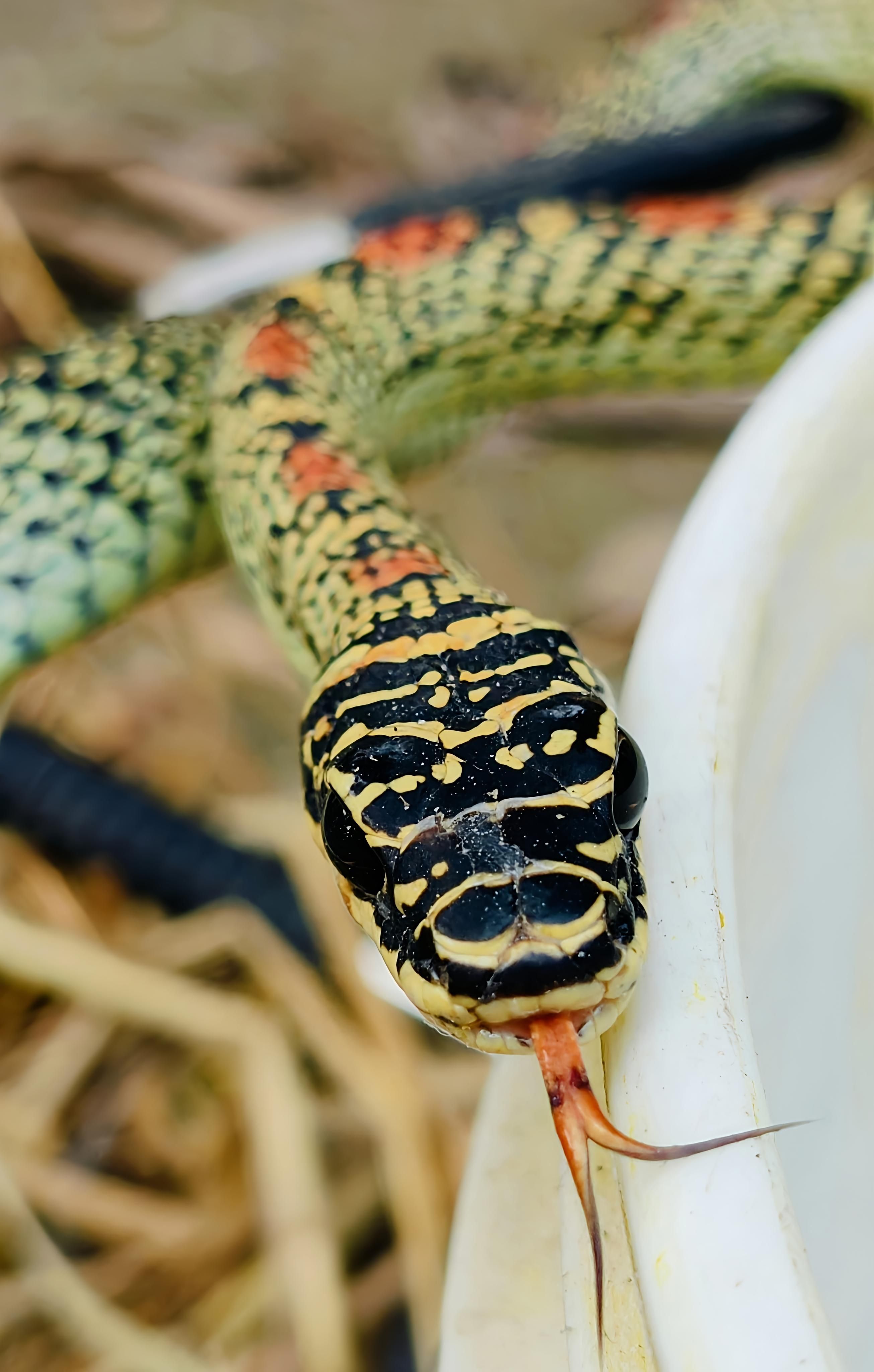 Close-up of Checkered Keelback Snake in India · Free Stock Photo