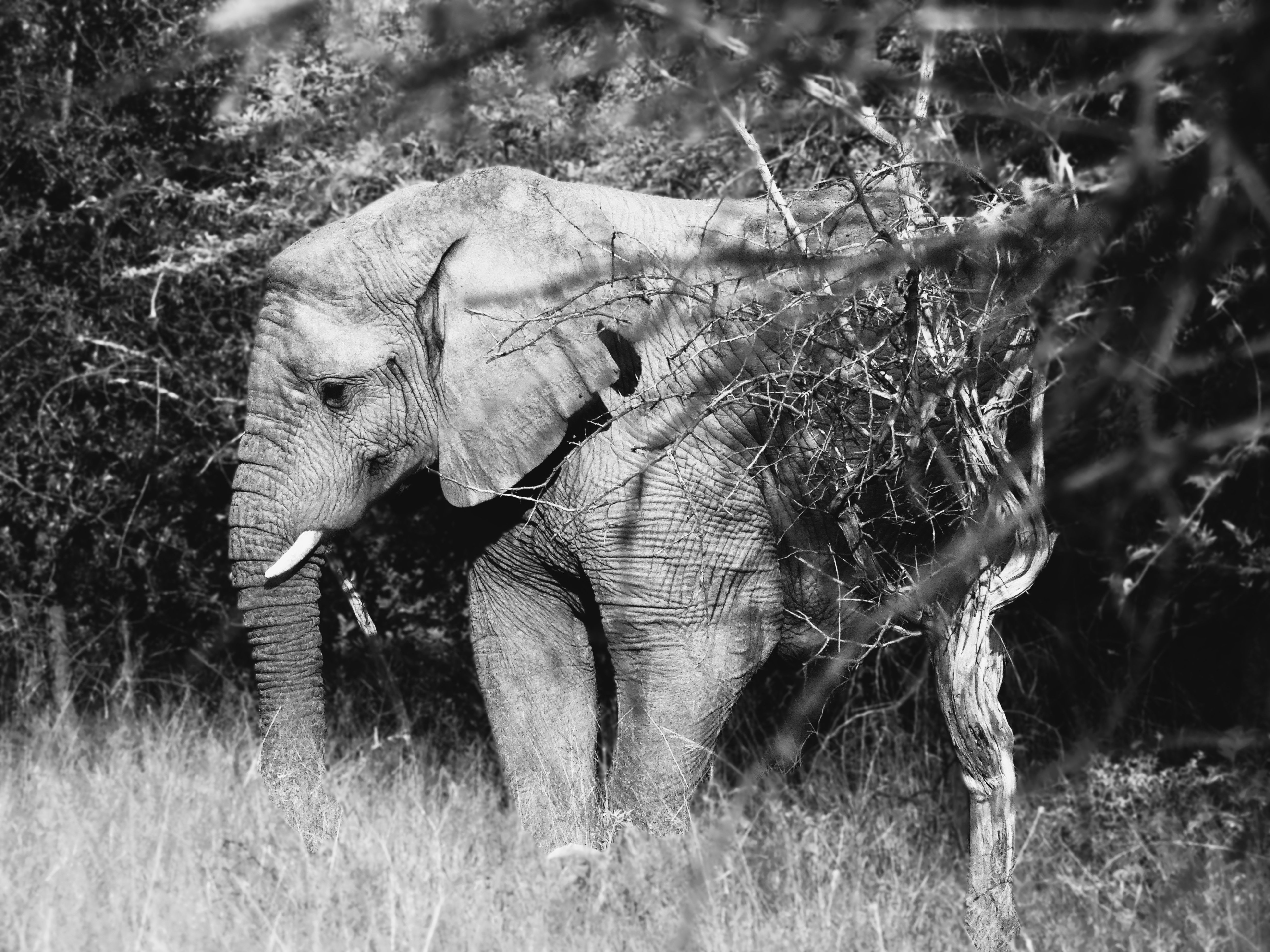 African Bush Elephants on Savannah · Free Stock Photo