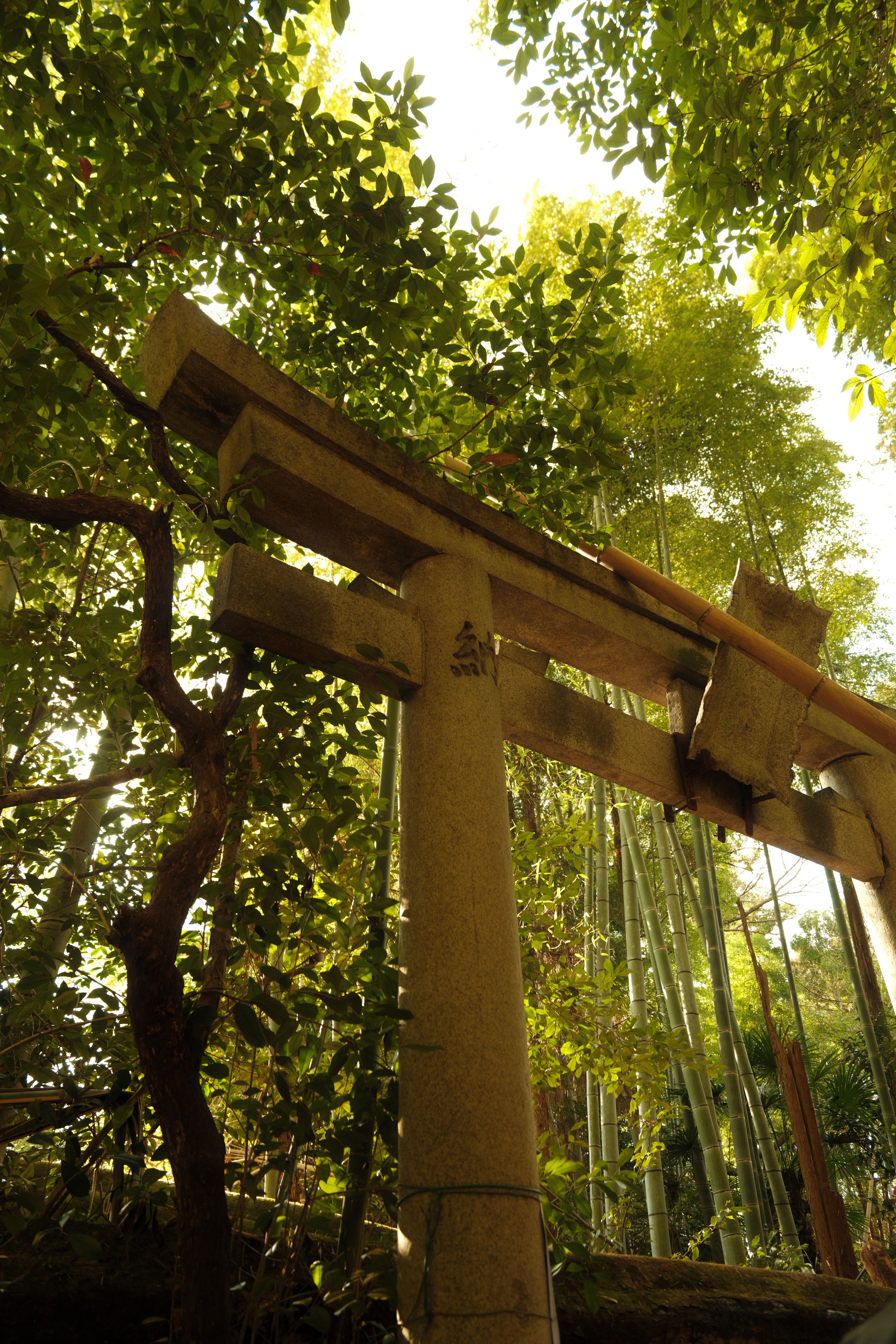 Serene Torii Gate in Kyoto's Lush Forest · Free Stock Photo