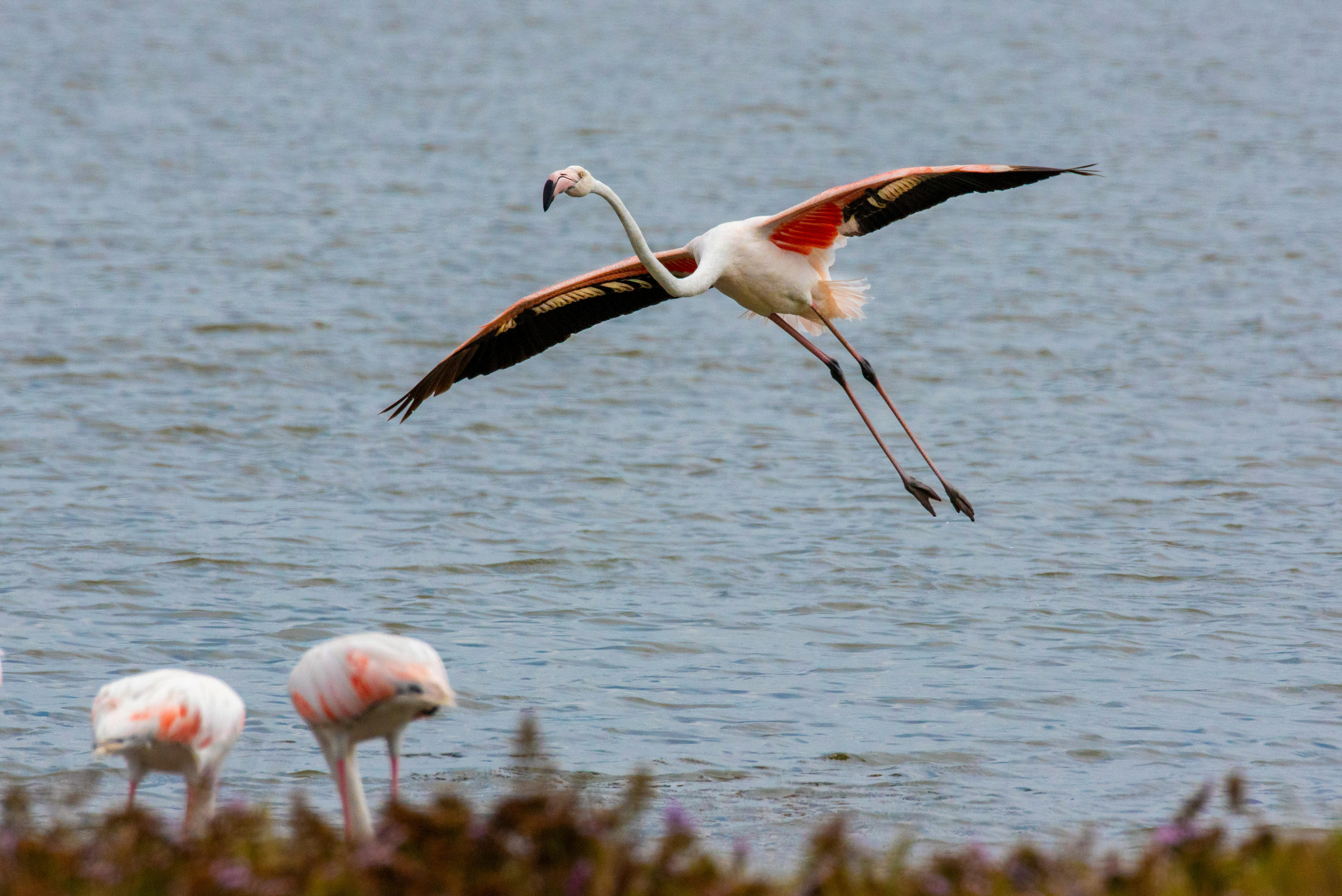 Free stock photo of bird, bird in flight, flamingo