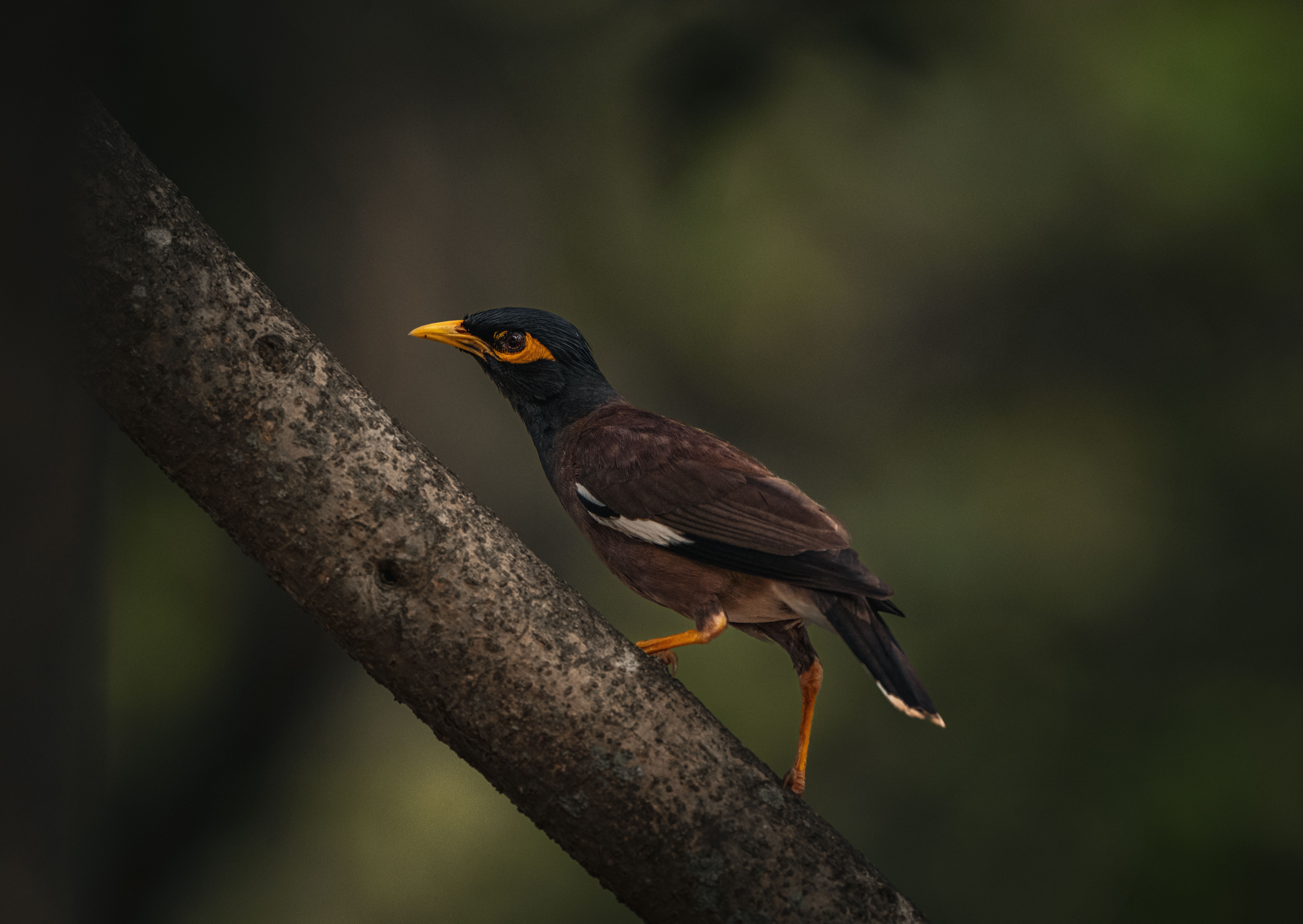 Stunning Common Myna on Tree Branch Outdoors · Free Stock Photo