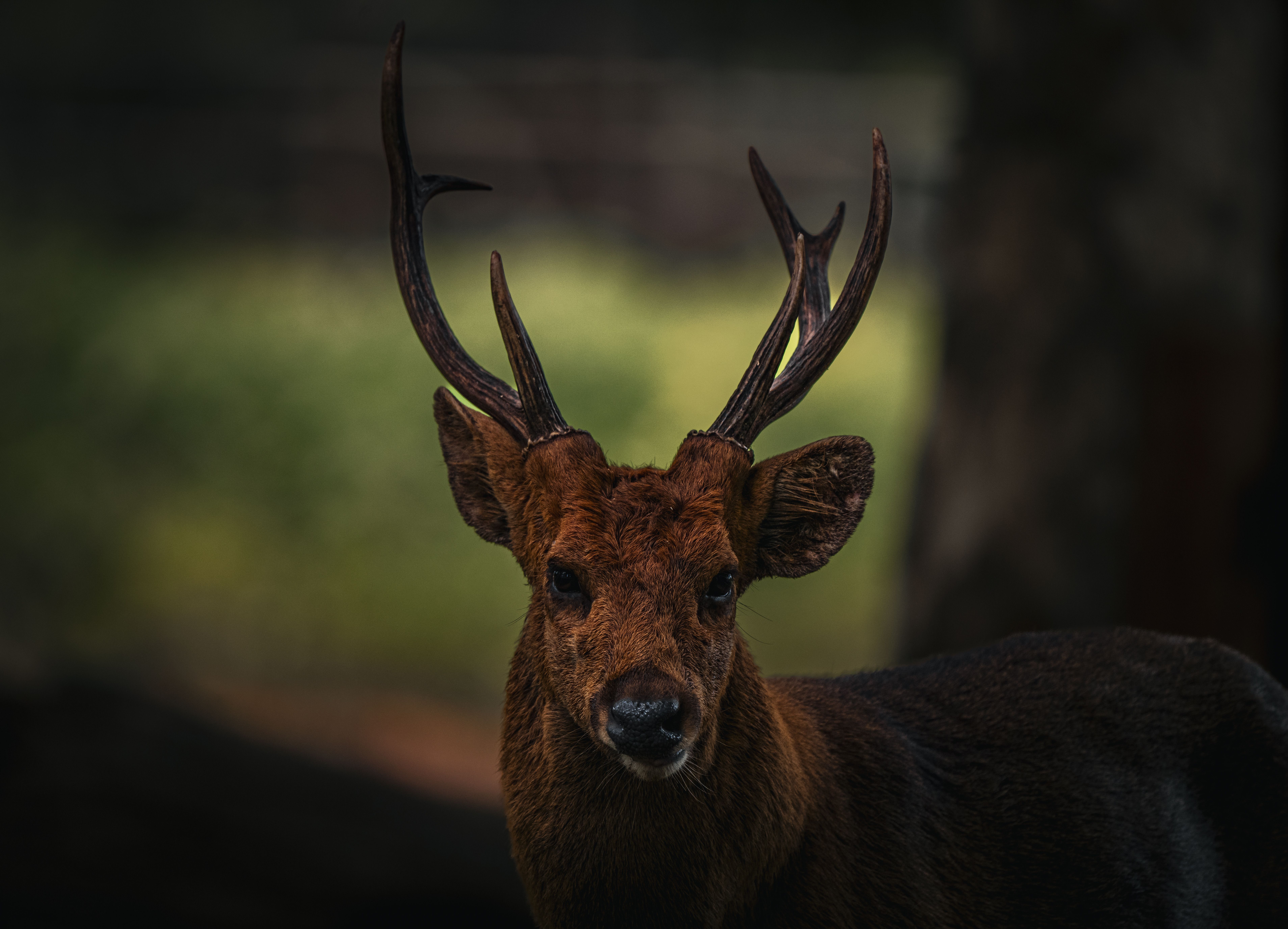 Deer Looking Backwards · Free Stock Photo