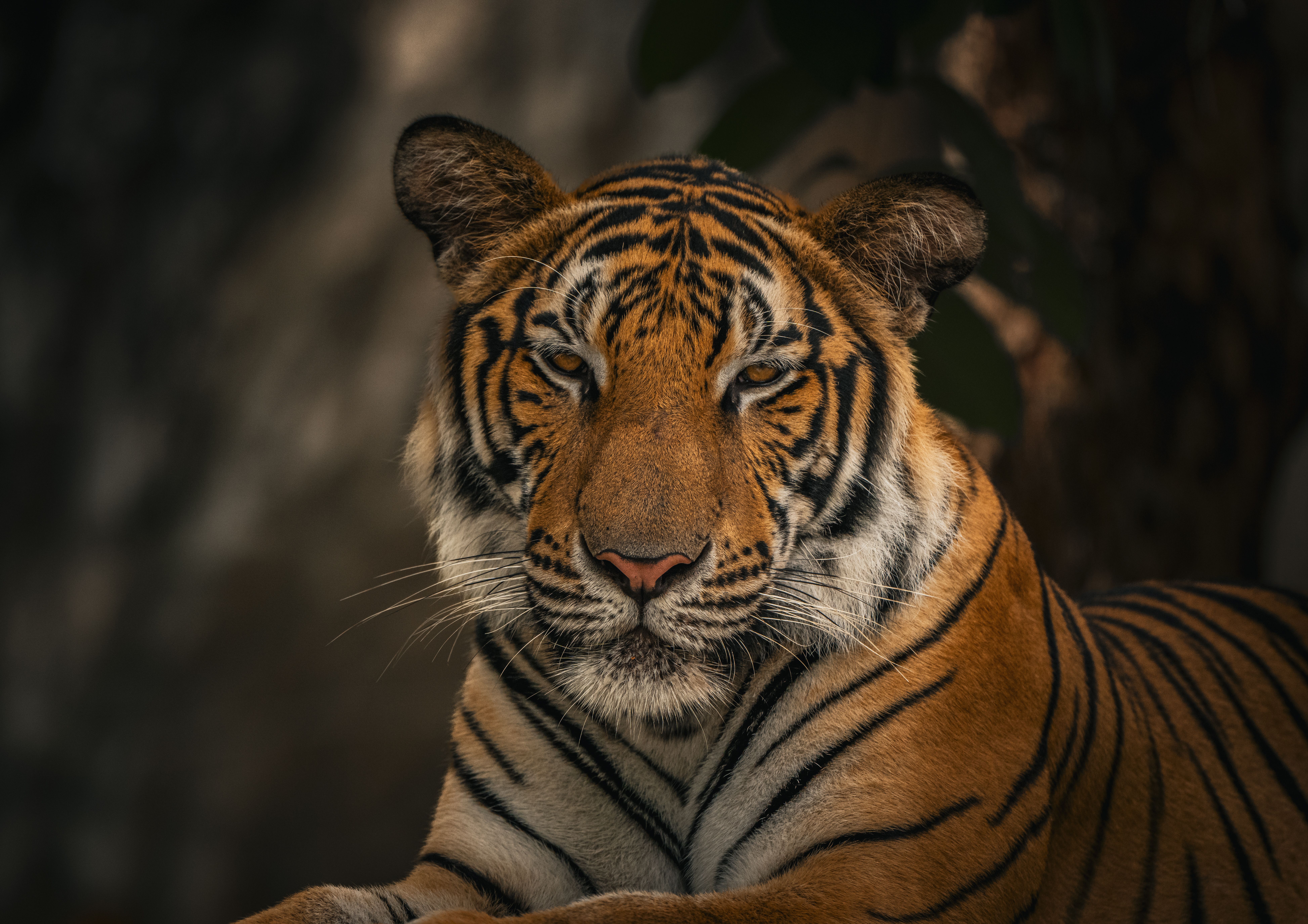 Majestic Bengal Tiger Resting in Natural Habitat · Free Stock Photo