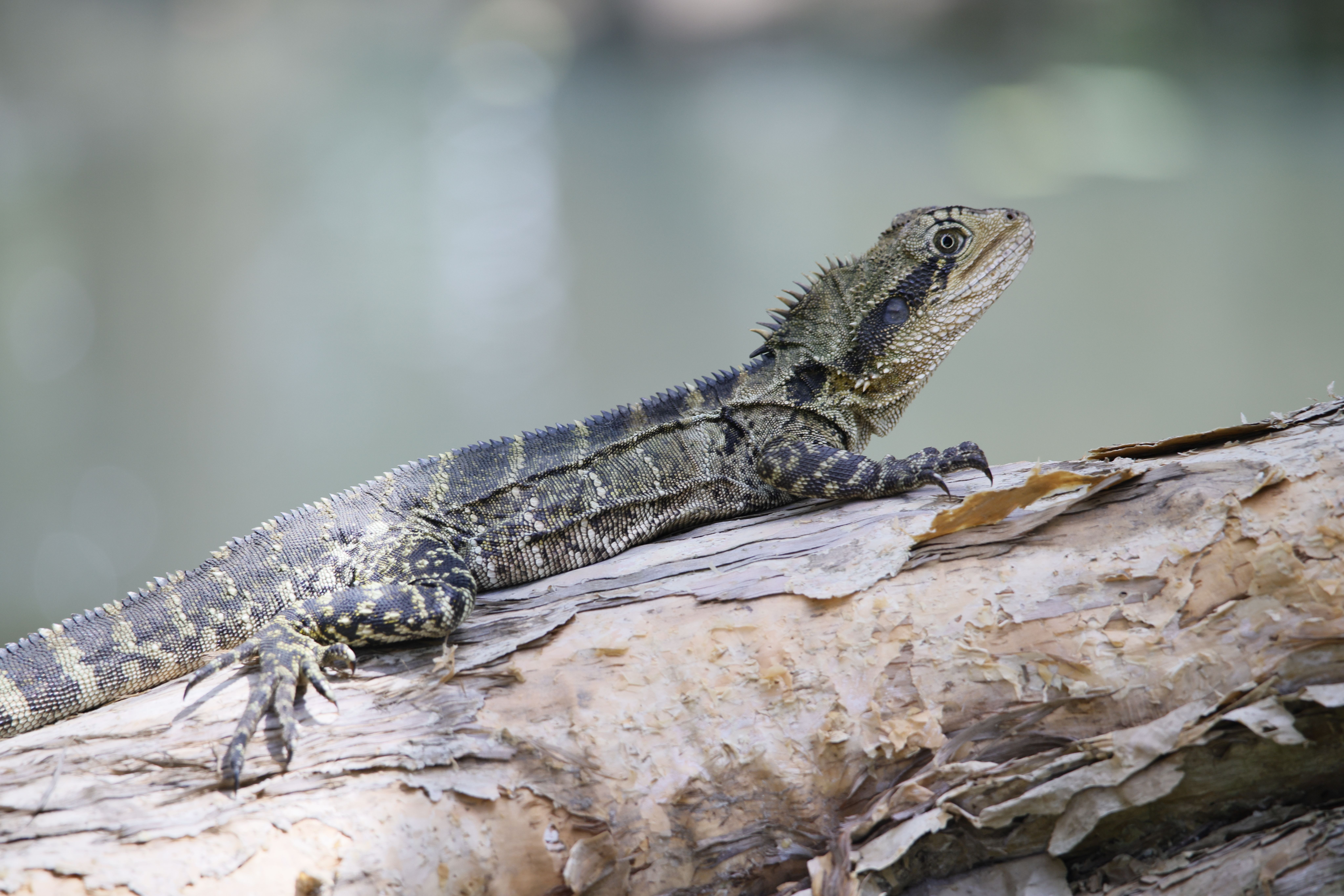 Eastern Water Dragon on a Tree Trunk in Nature · Free Stock Photo