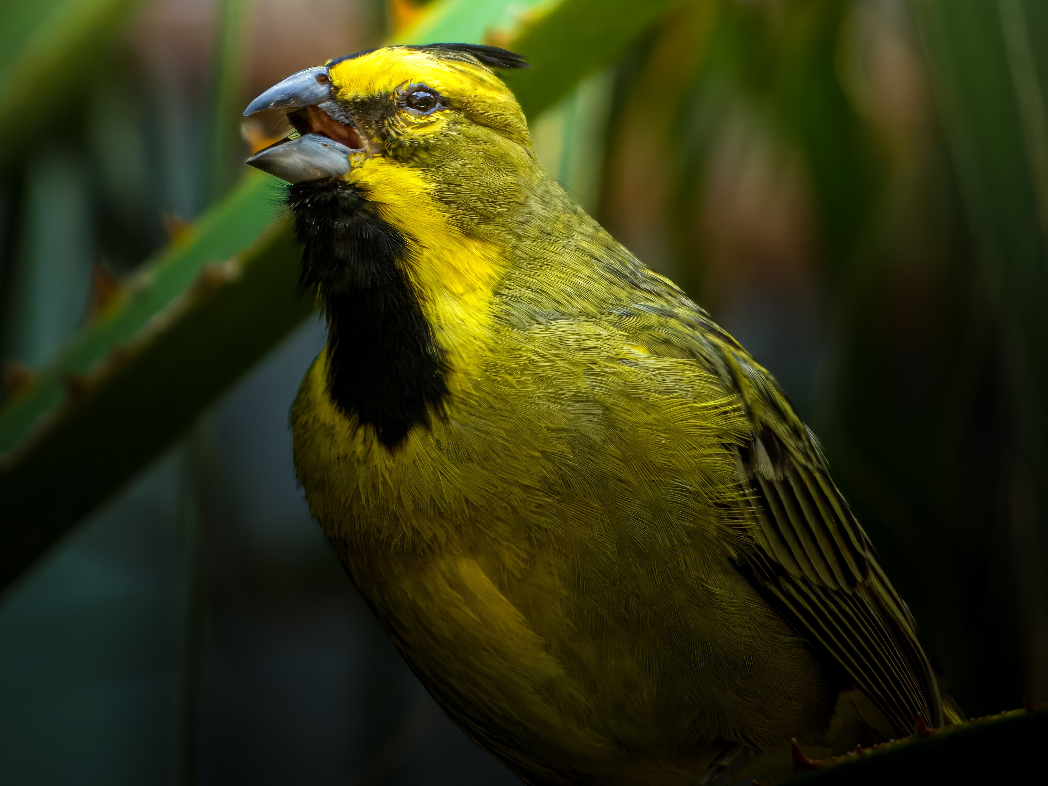 Close-up of Yellow Weaver Bird Singing · Free Stock Photo