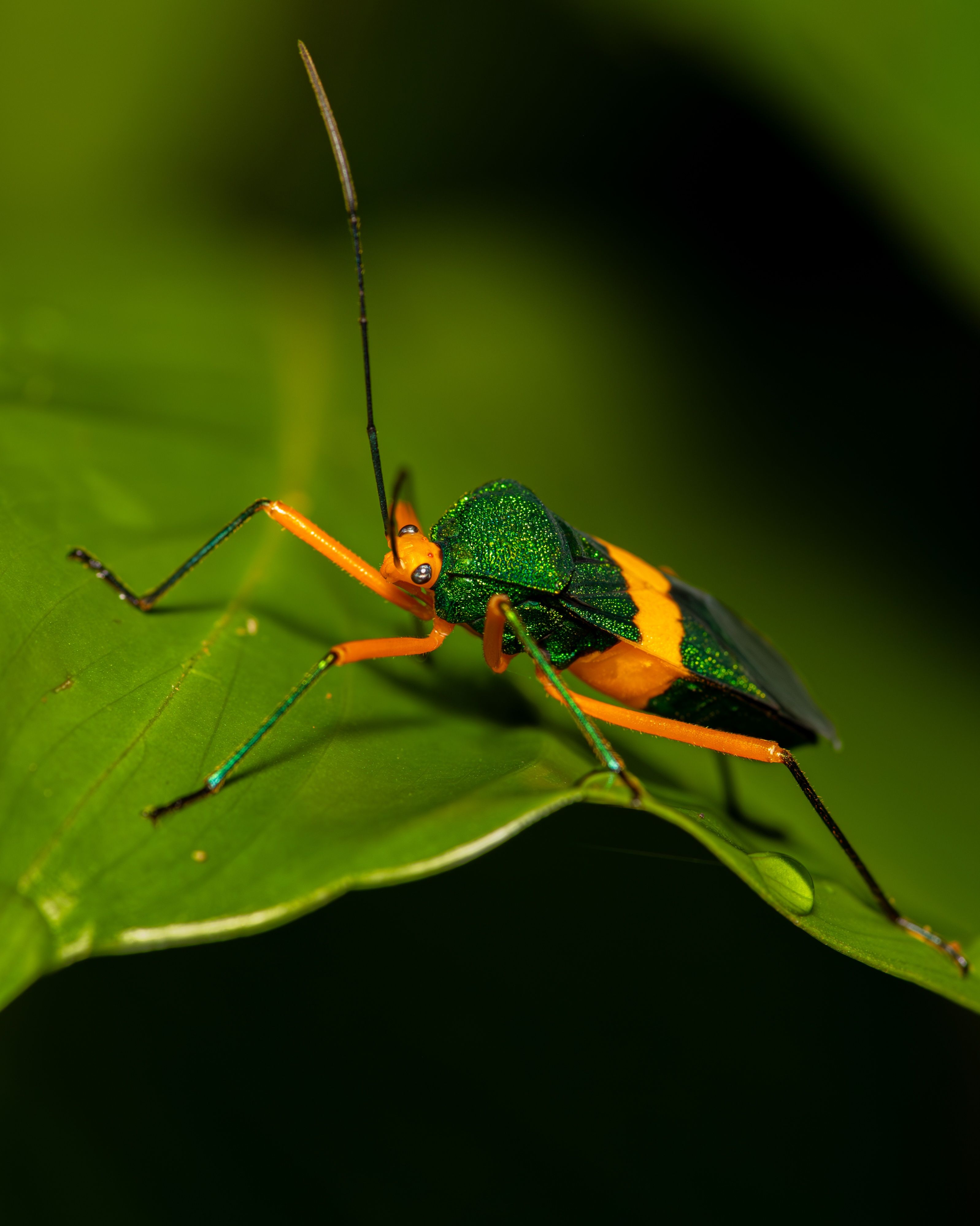 Colorful Shield Bug on Leaf Close-Up · Free Stock Photo