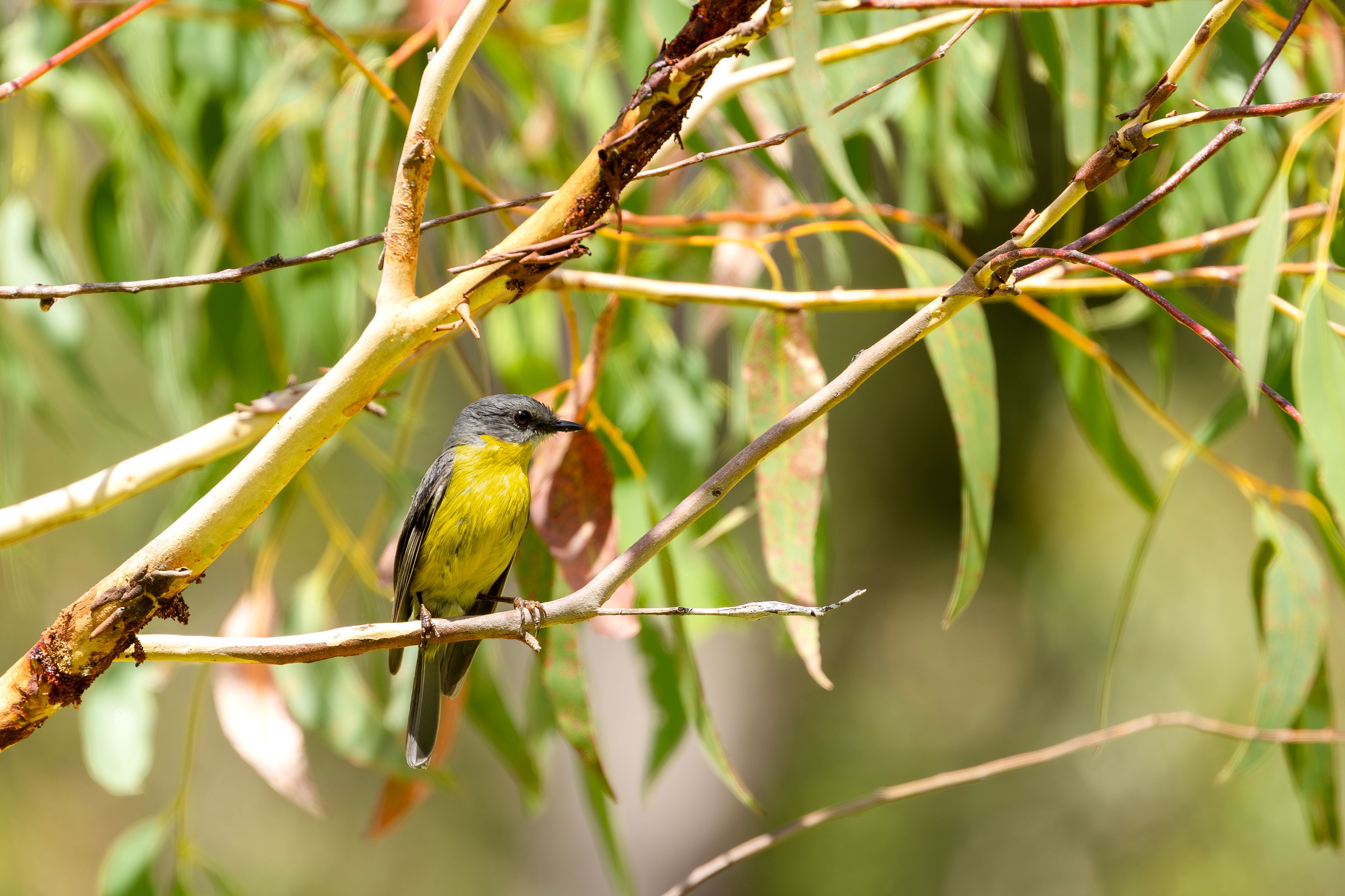 Eastern Yellow Robin in Eucalyptus Tree · Free Stock Photo