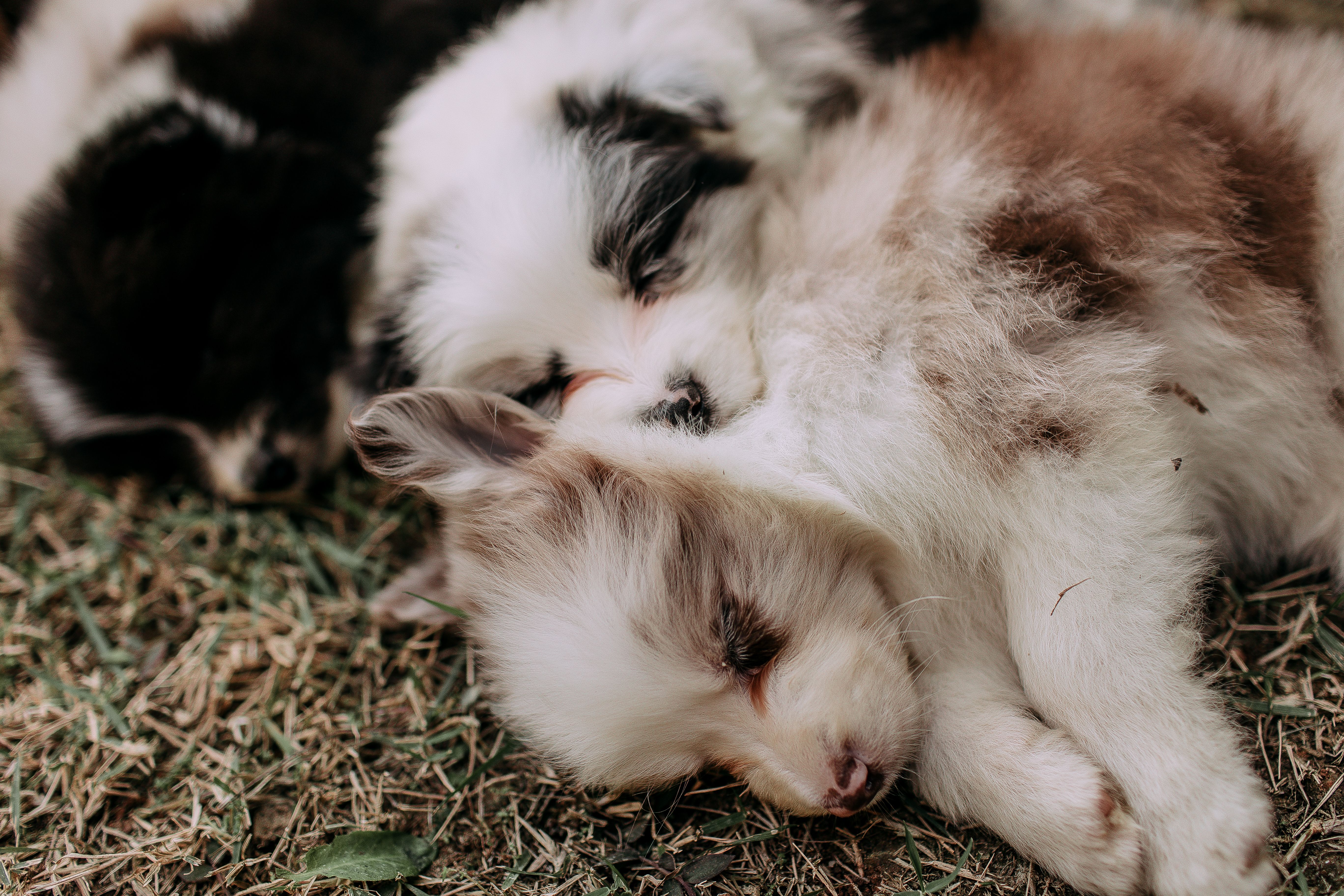 Adorable Puppies Sleeping Peacefully on Grass · Free Stock Photo