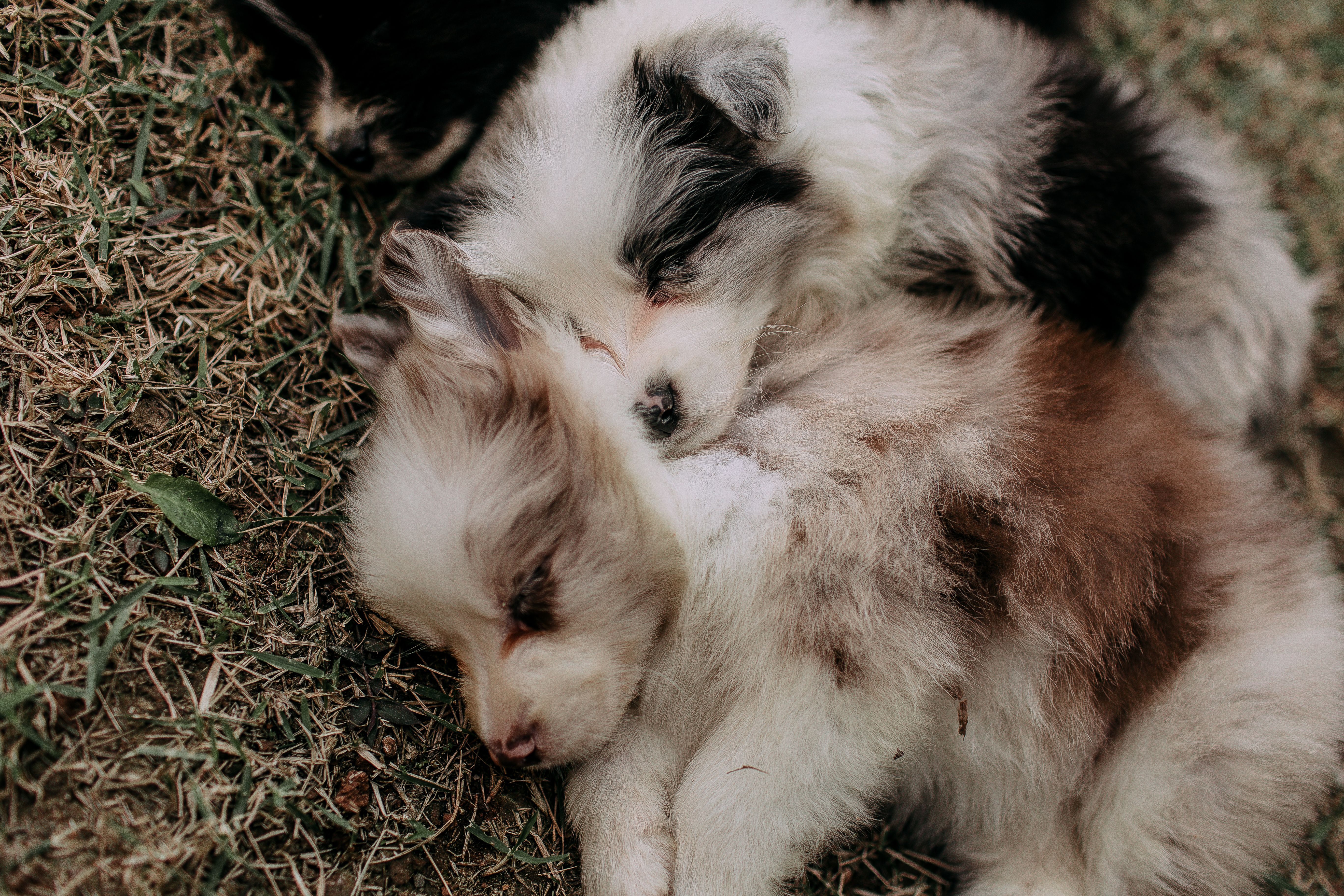 Sleeping Puppies on Grass in Cozy Huddle · Free Stock Photo