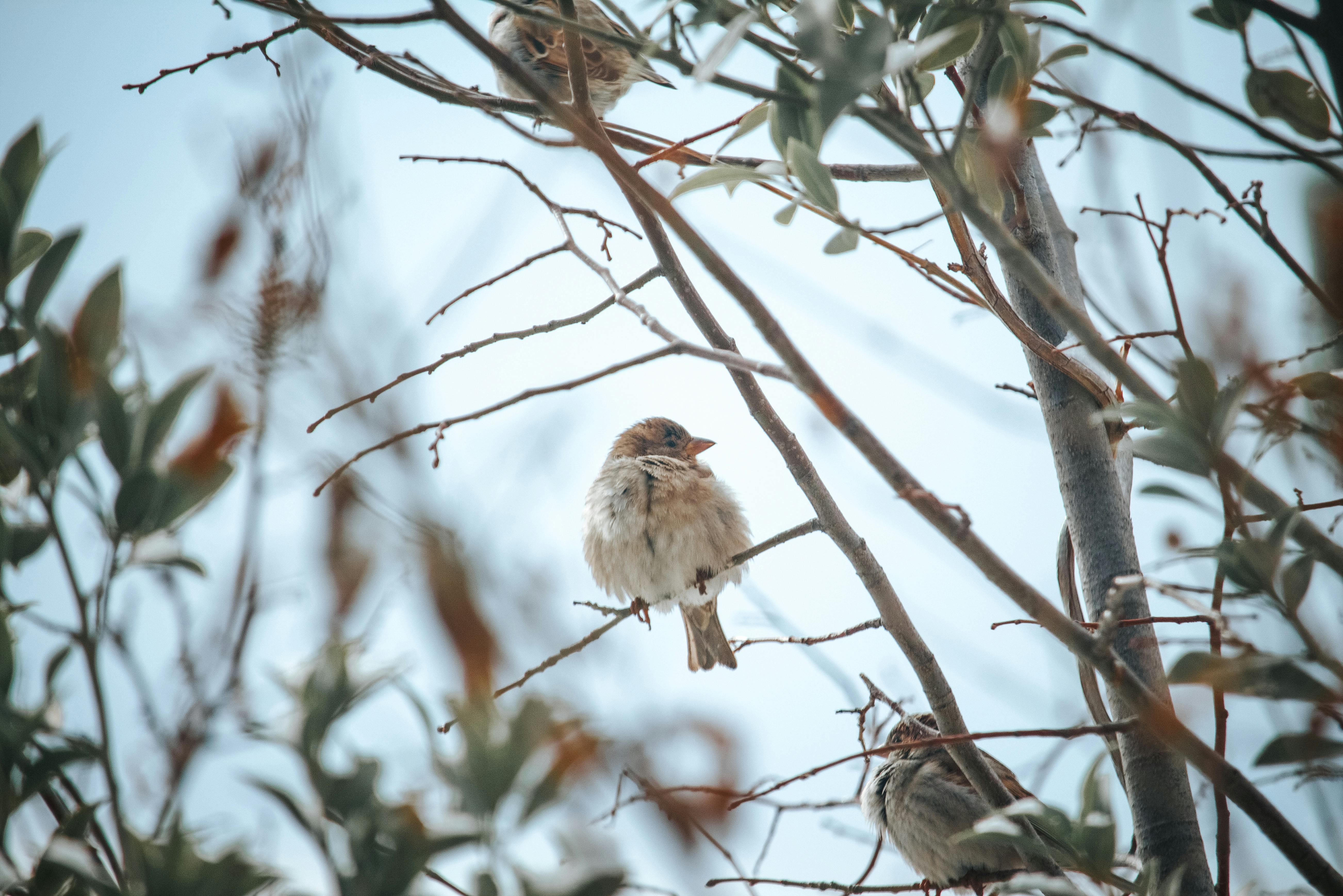 Small Trees And Siple Photos, Download The BEST Free Small Trees And ...