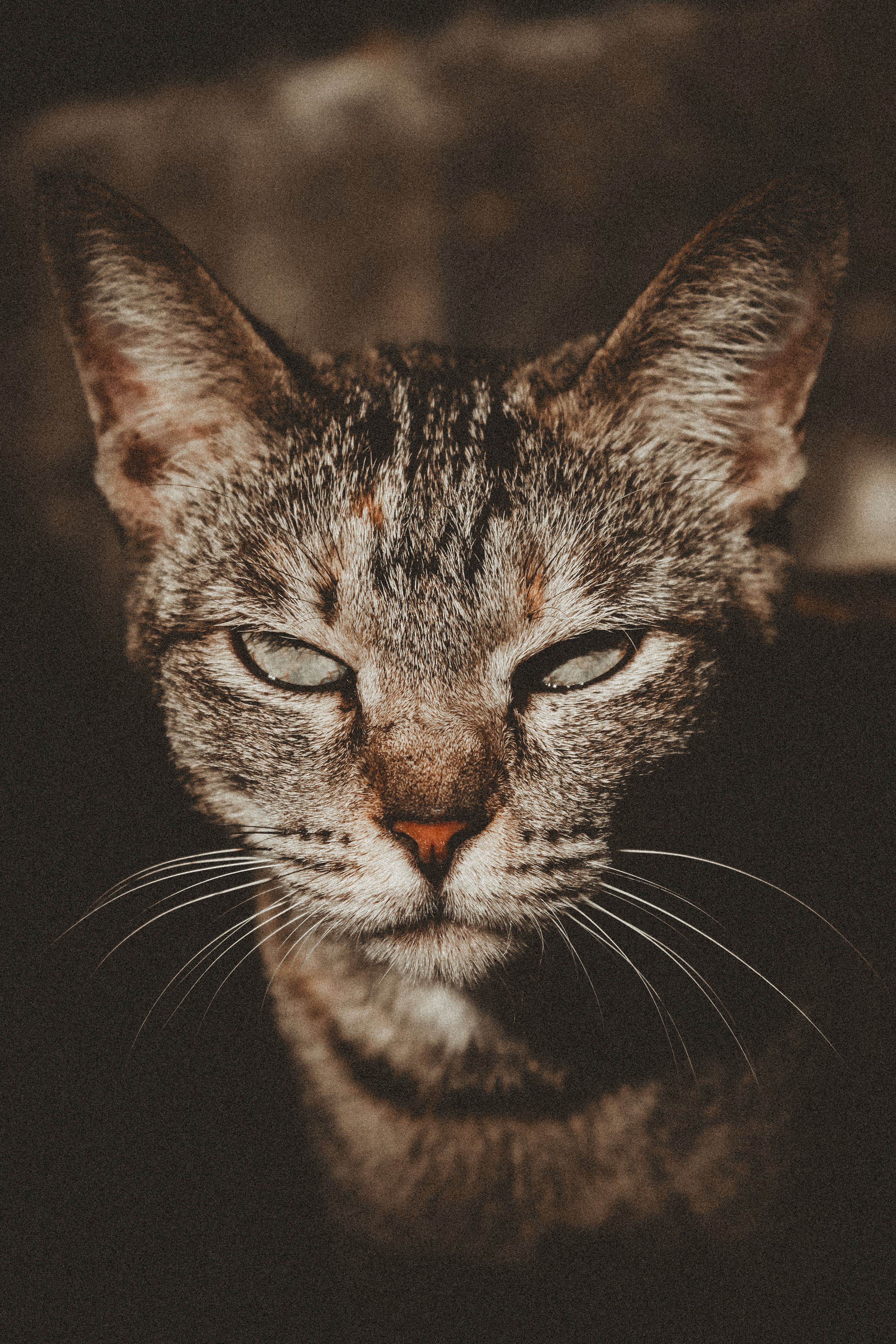 8,000+ Best Cat Photos · 100% Free Download · Pexels Stock Photos