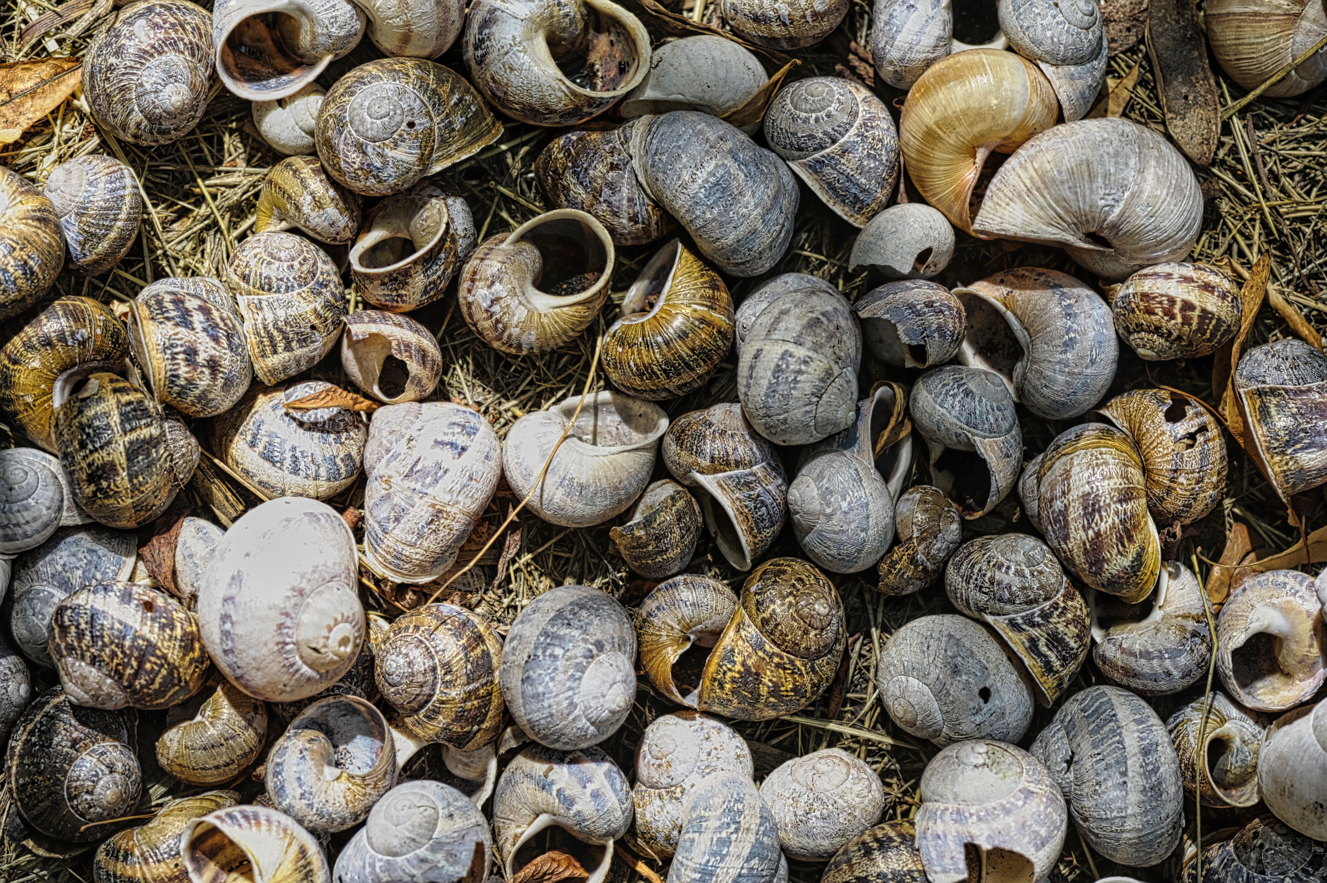 Collection of Empty Snail Shells on Dry Grass · Free Stock Photo