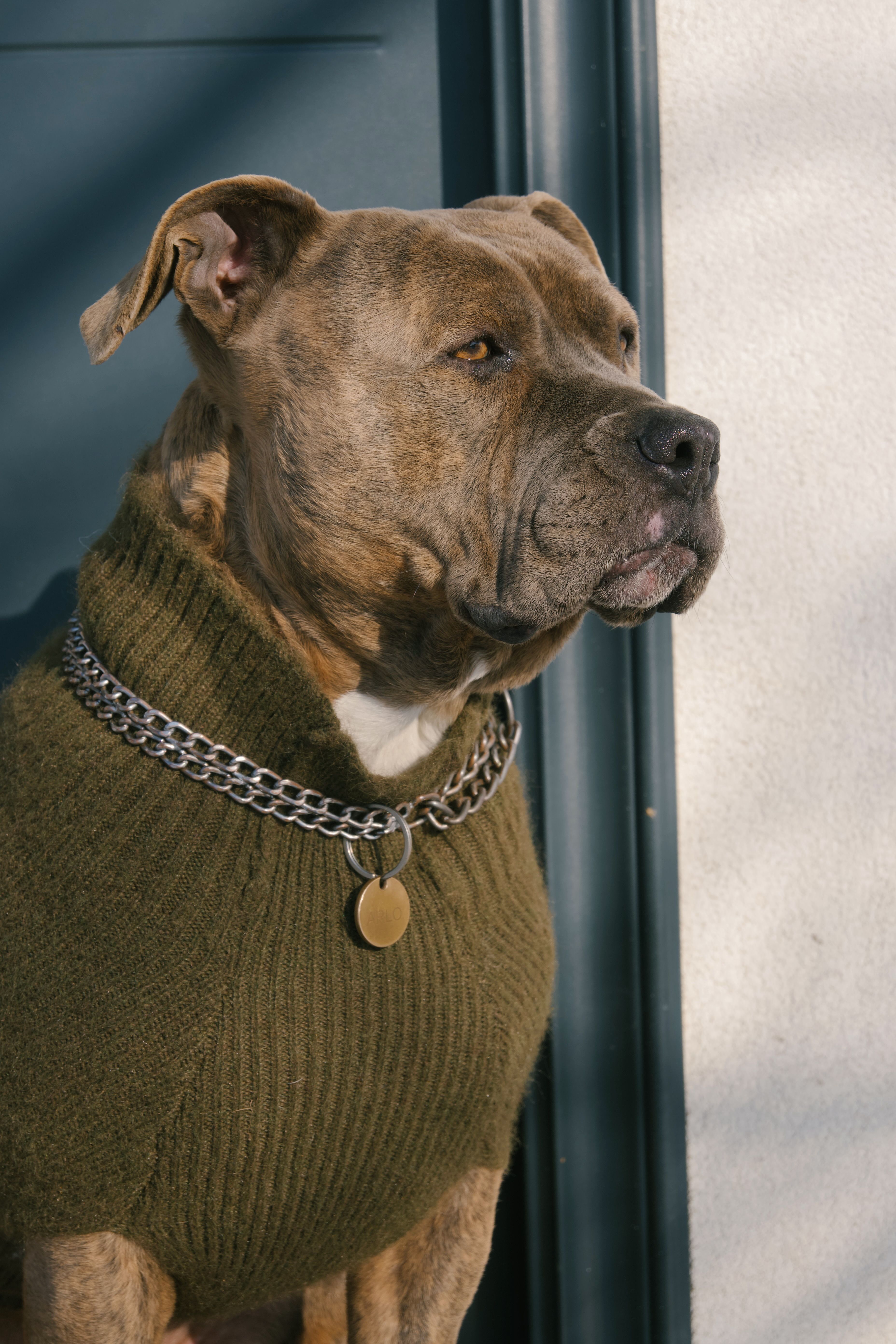 Stylish Pit Bull Terrier in Sweater and Chain Collar · Free Stock Photo