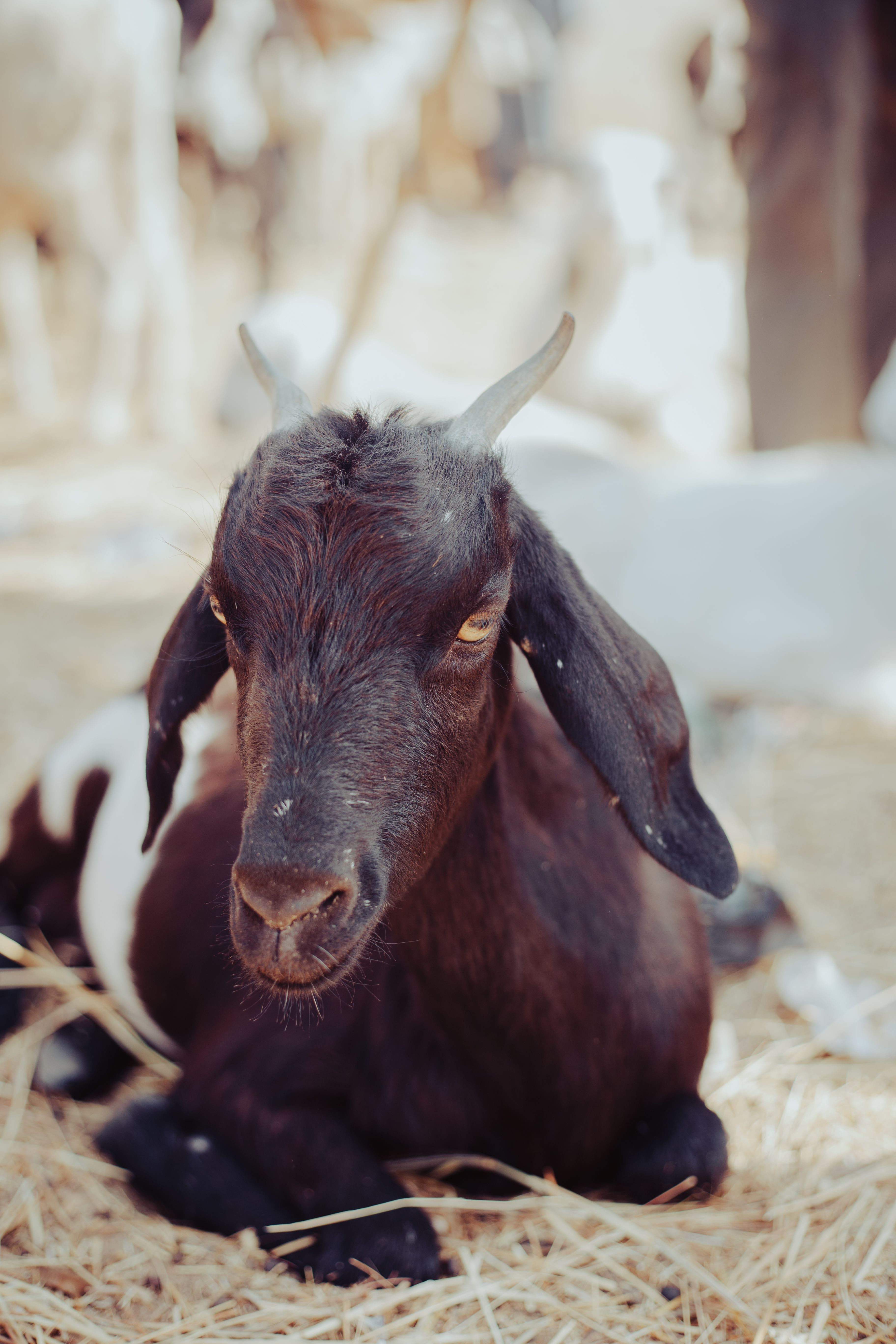 Close-up Portrait of a Black Goat Resting Outdoors · Free Stock Photo