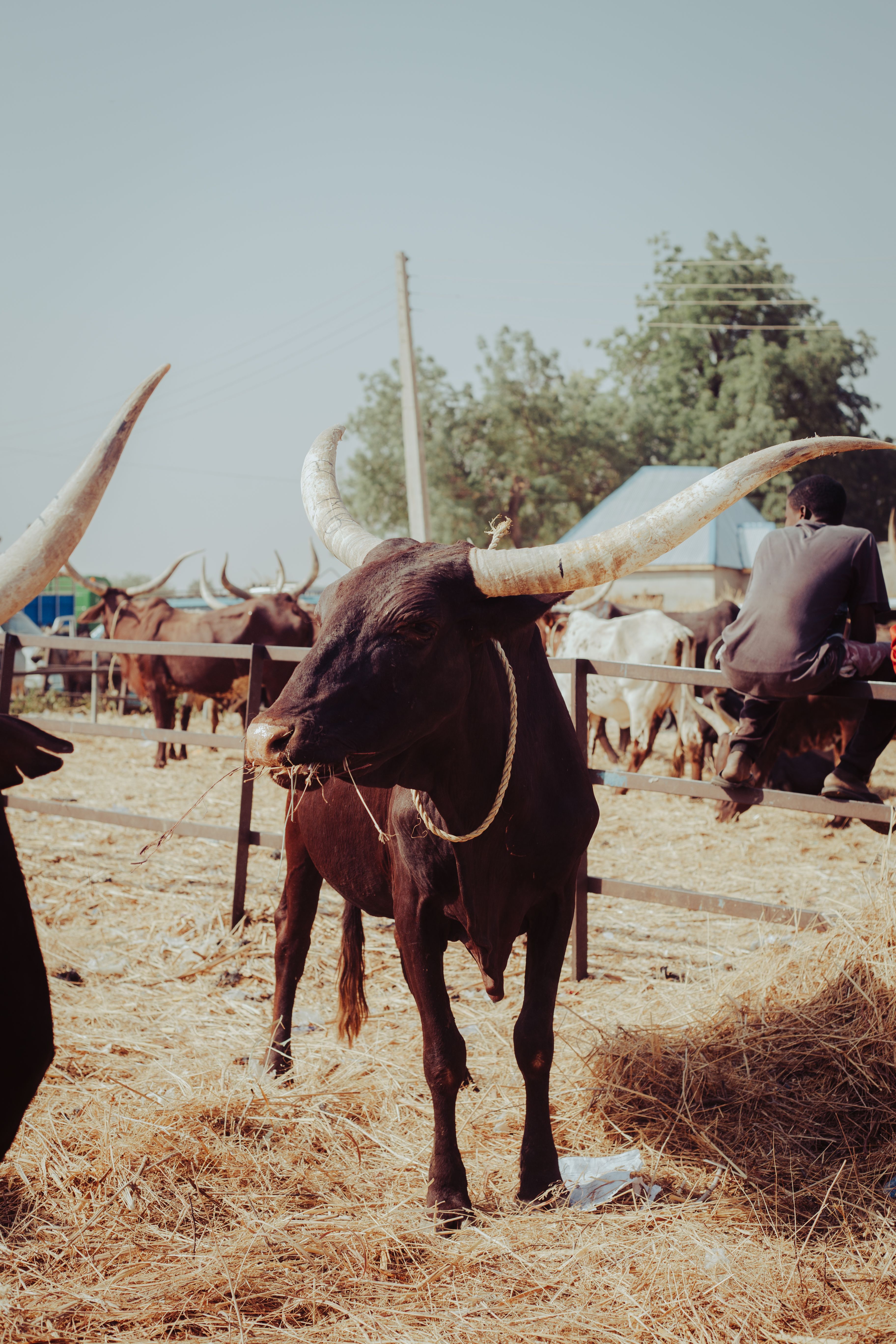 Ankole-Watusi Cattle in Rural Market Scene · Free Stock Photo