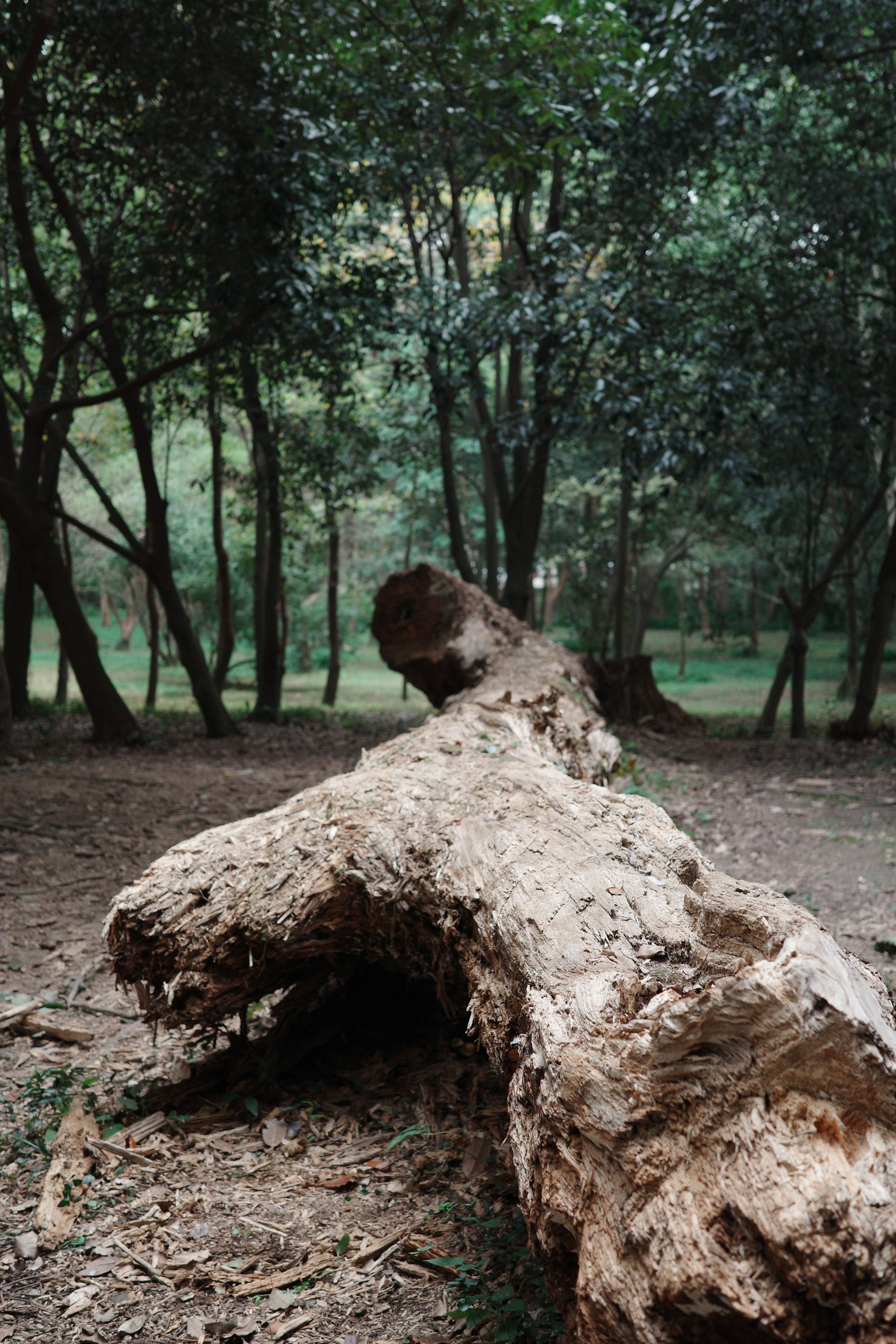 Fallen Tree Log in a Lush Forest Setting · Free Stock Photo