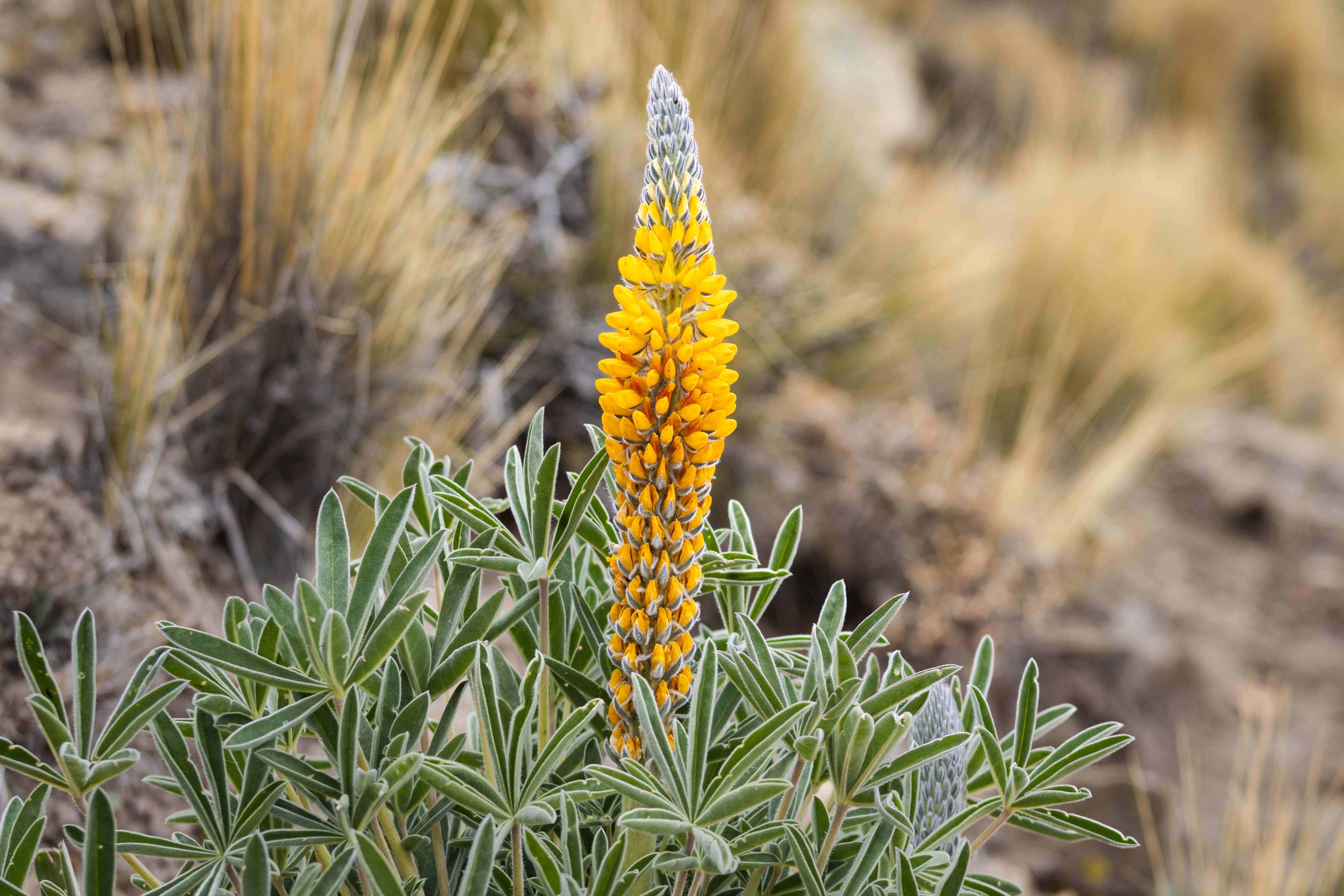Vibrant Yellow Lupin Flower in Peruvian Andes · Free Stock Photo
