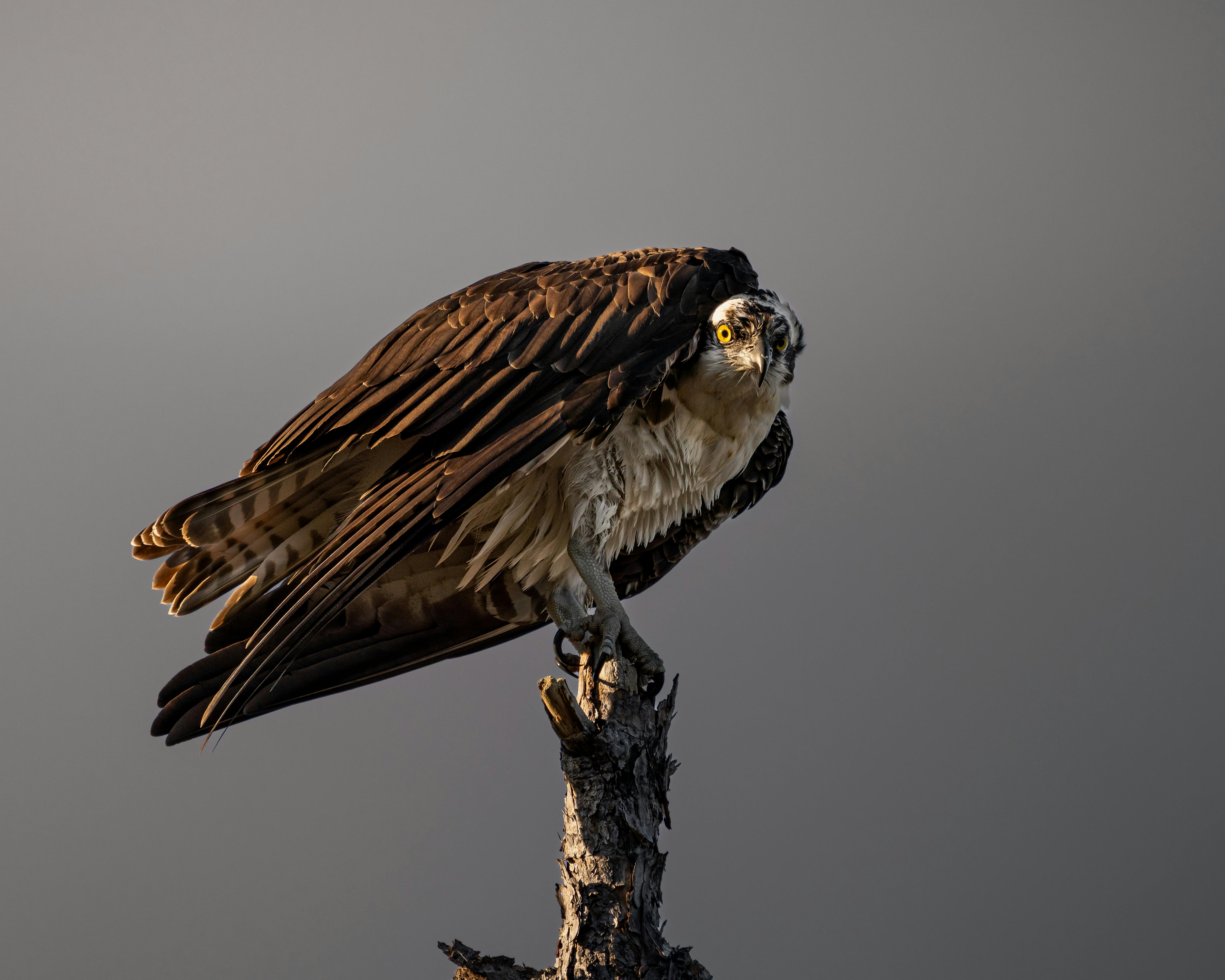 Bird Simple Background Photos, Download The BEST Free Bird Simple ...