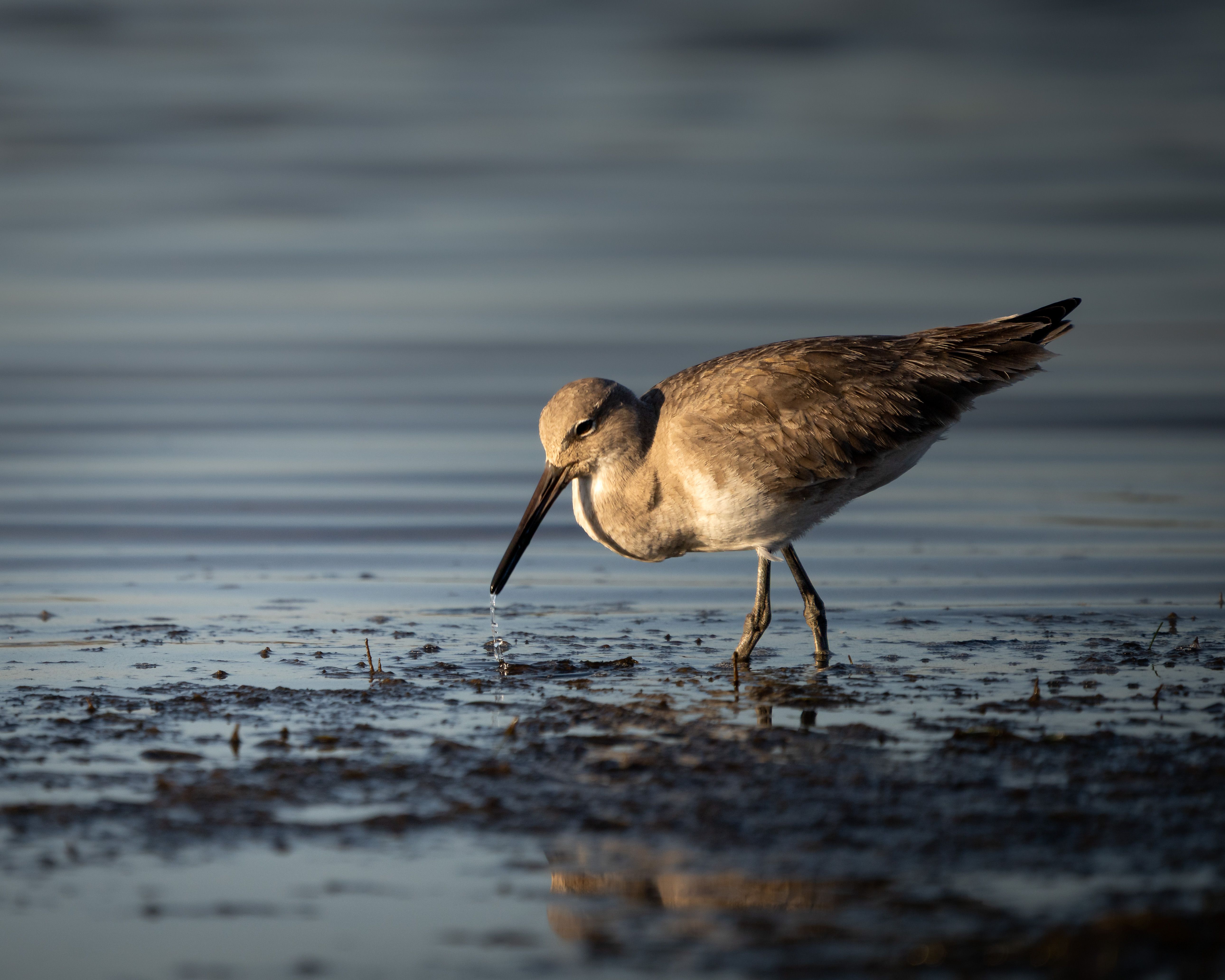 Wading Background Photos, Download The BEST Free Wading Background ...
