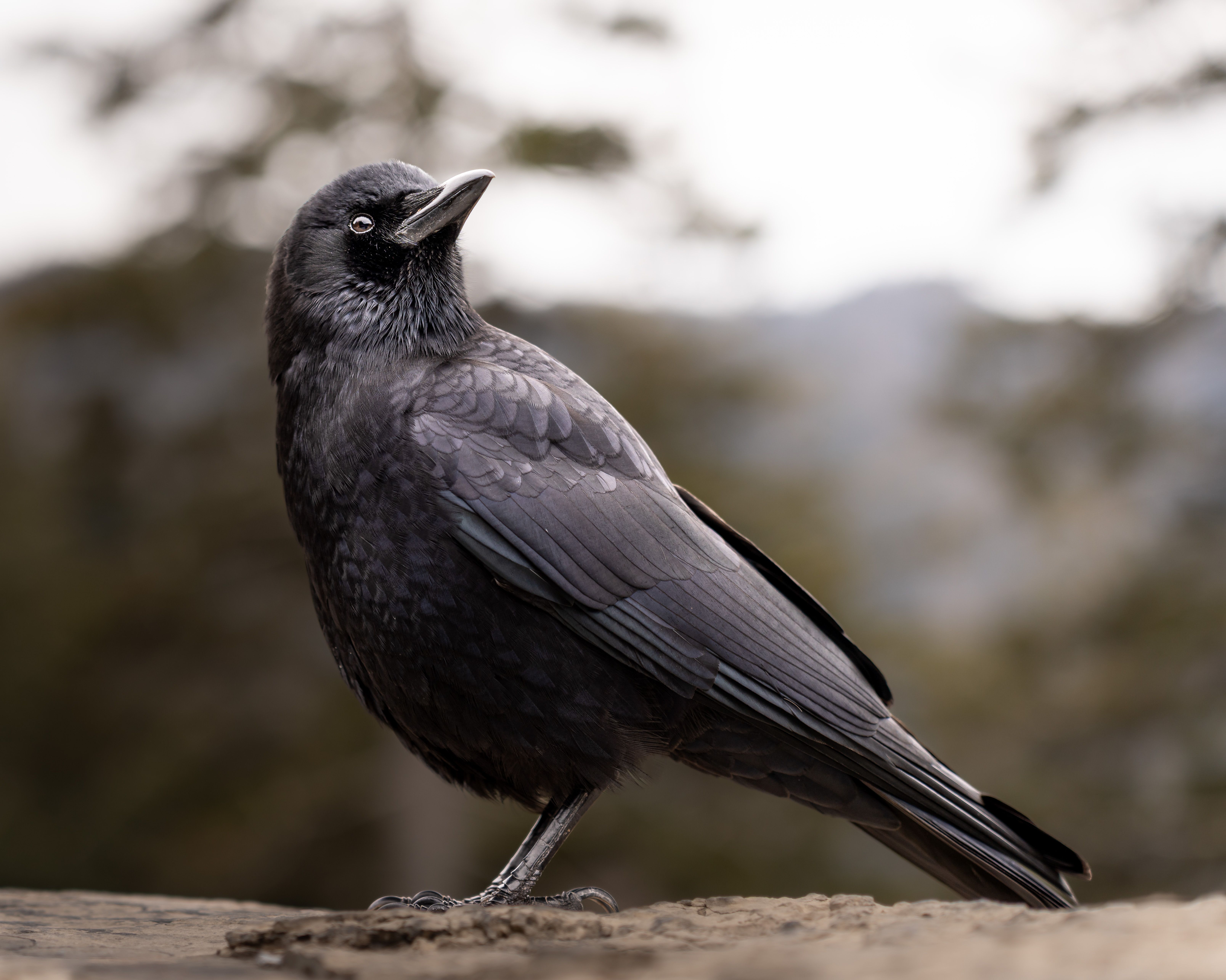 Majestic Raven Posing in Natural Habitat · Free Stock Photo