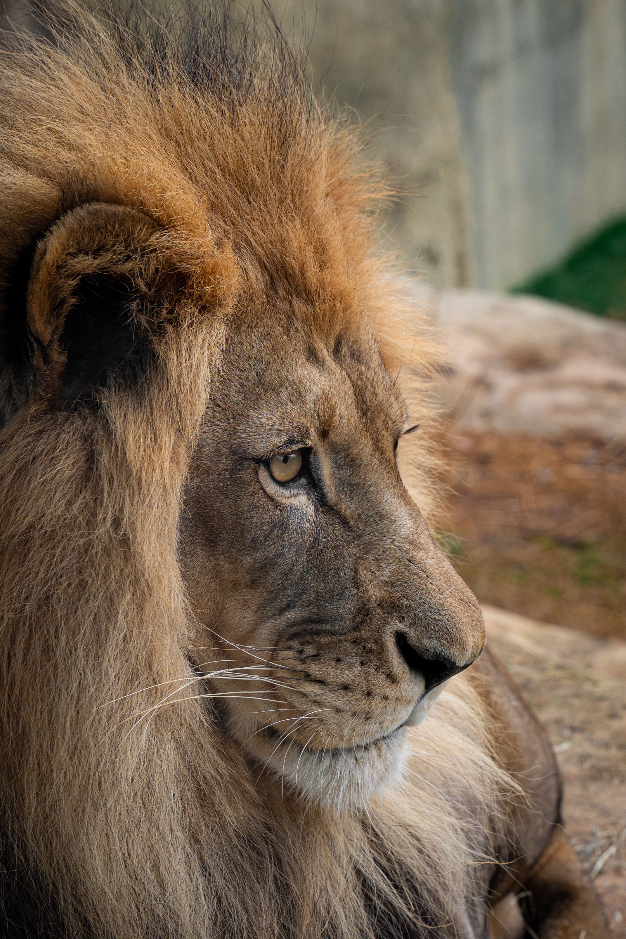 Cele mai bune 700.000+ fotografii cu tema Lion Portrait · Descărcare ...