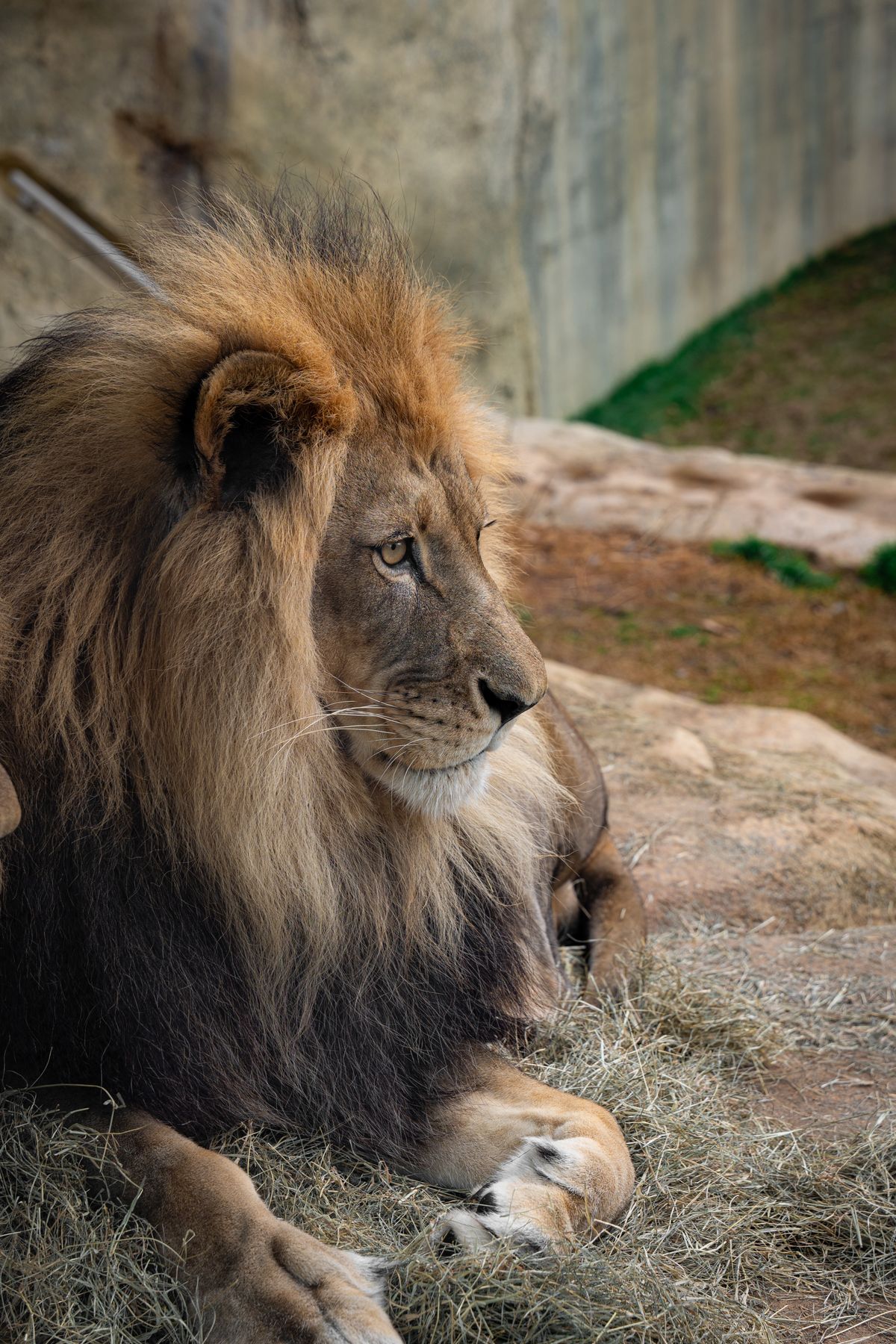 Images Of Lion Photos, Download The BEST Free Images Of Lion Stock ...